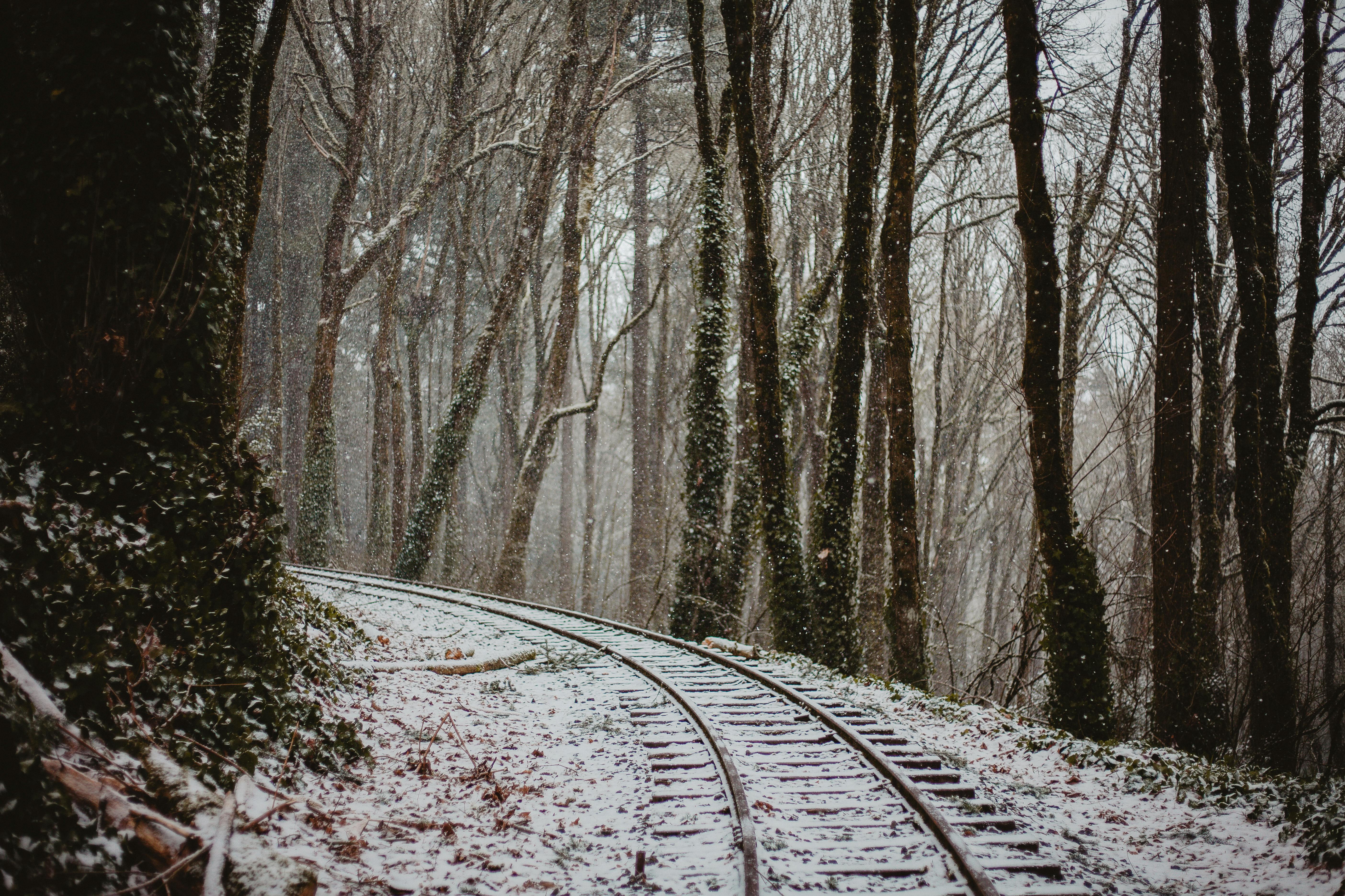 Train Railway In A Forest · Free Stock Photo