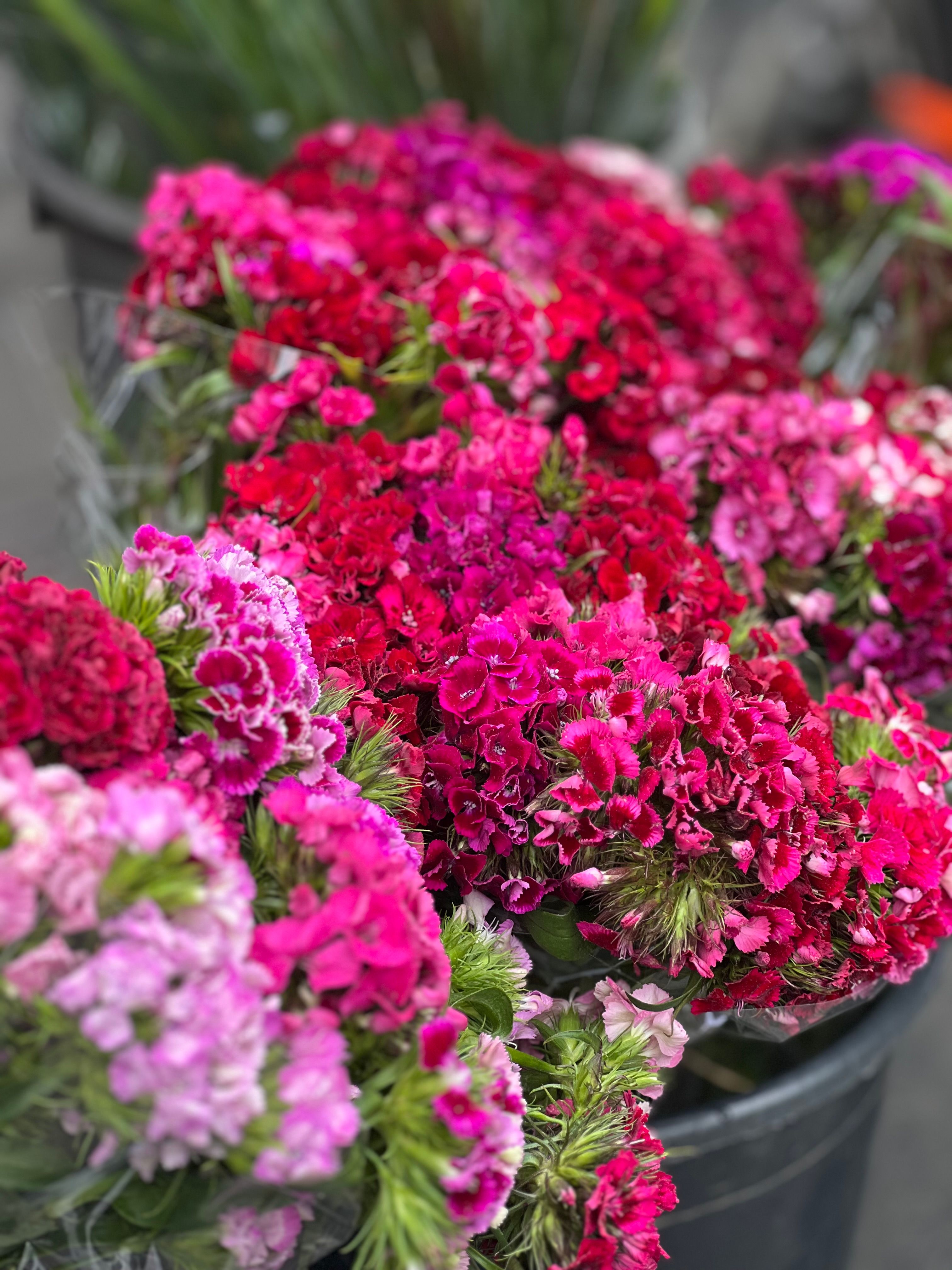 Pink Flowers Bouquets · Free Stock Photo
