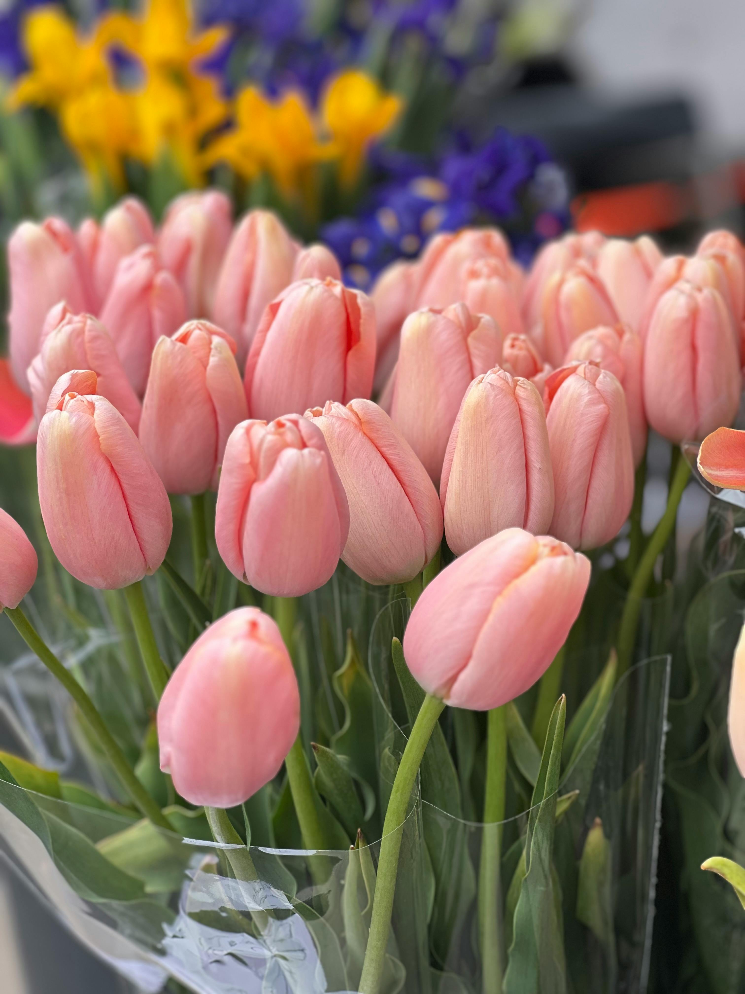 Disability Pink Flowers Photos, Download The BEST Free Disability Pink ...