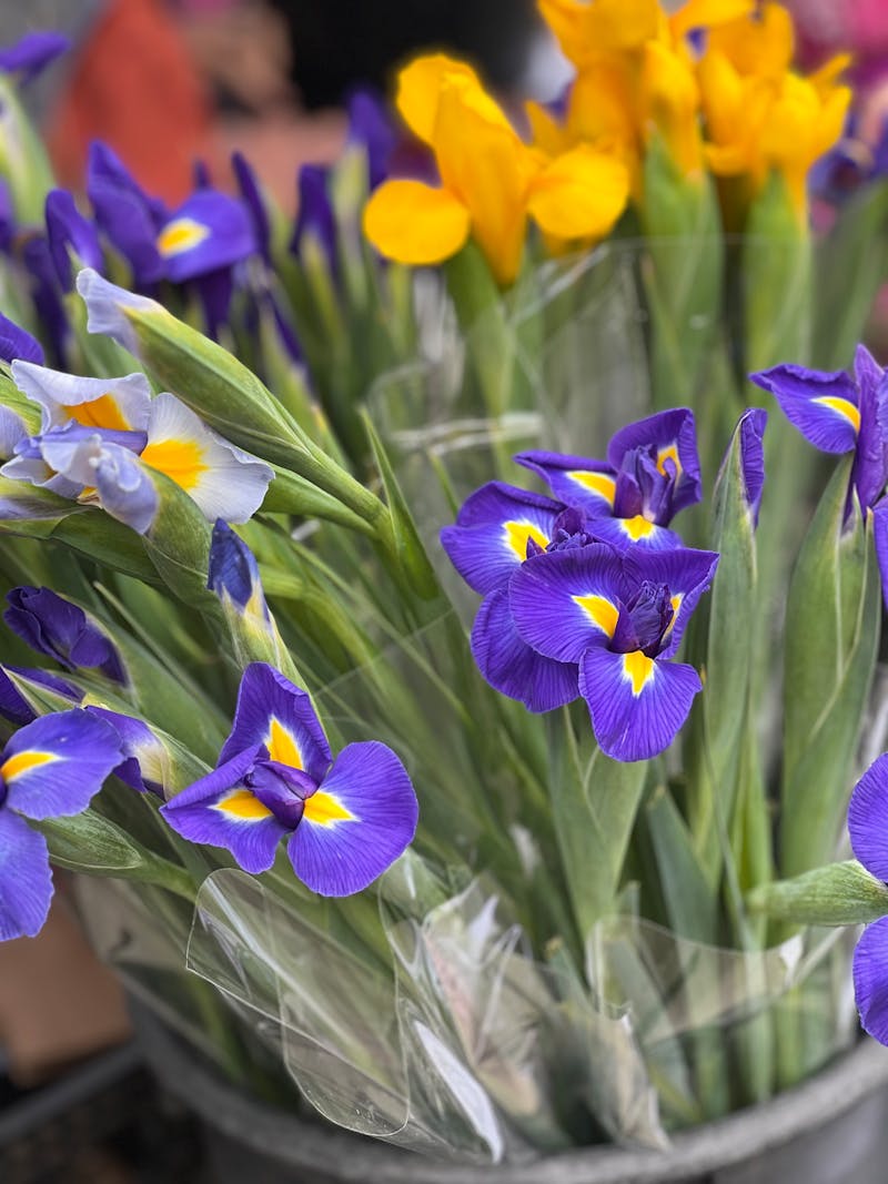 Purple Iris Bouquet Photos, Download The BEST Free Purple Iris Bouquet ...