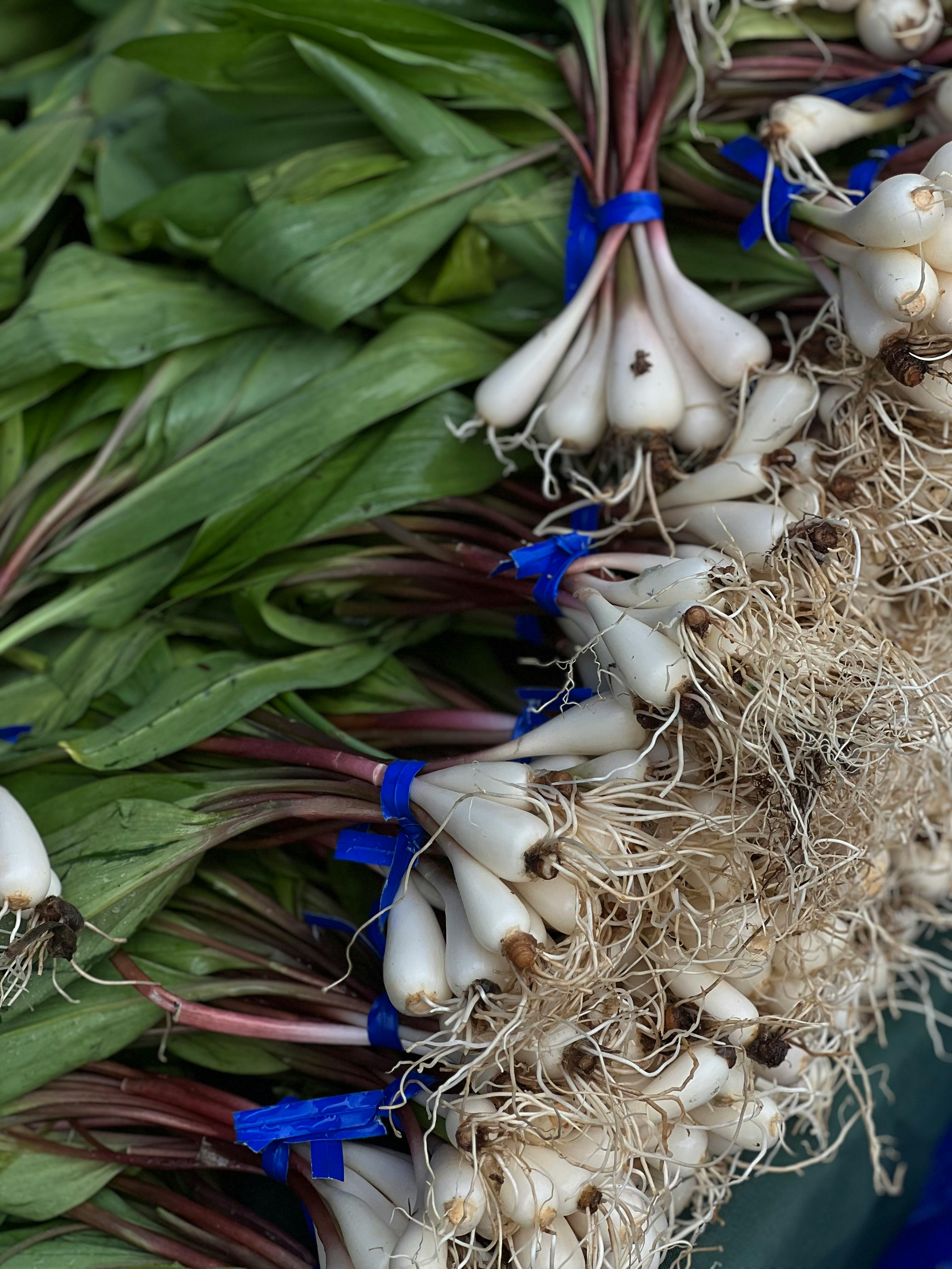 Bundles of White Vegetables · Free Stock Photo