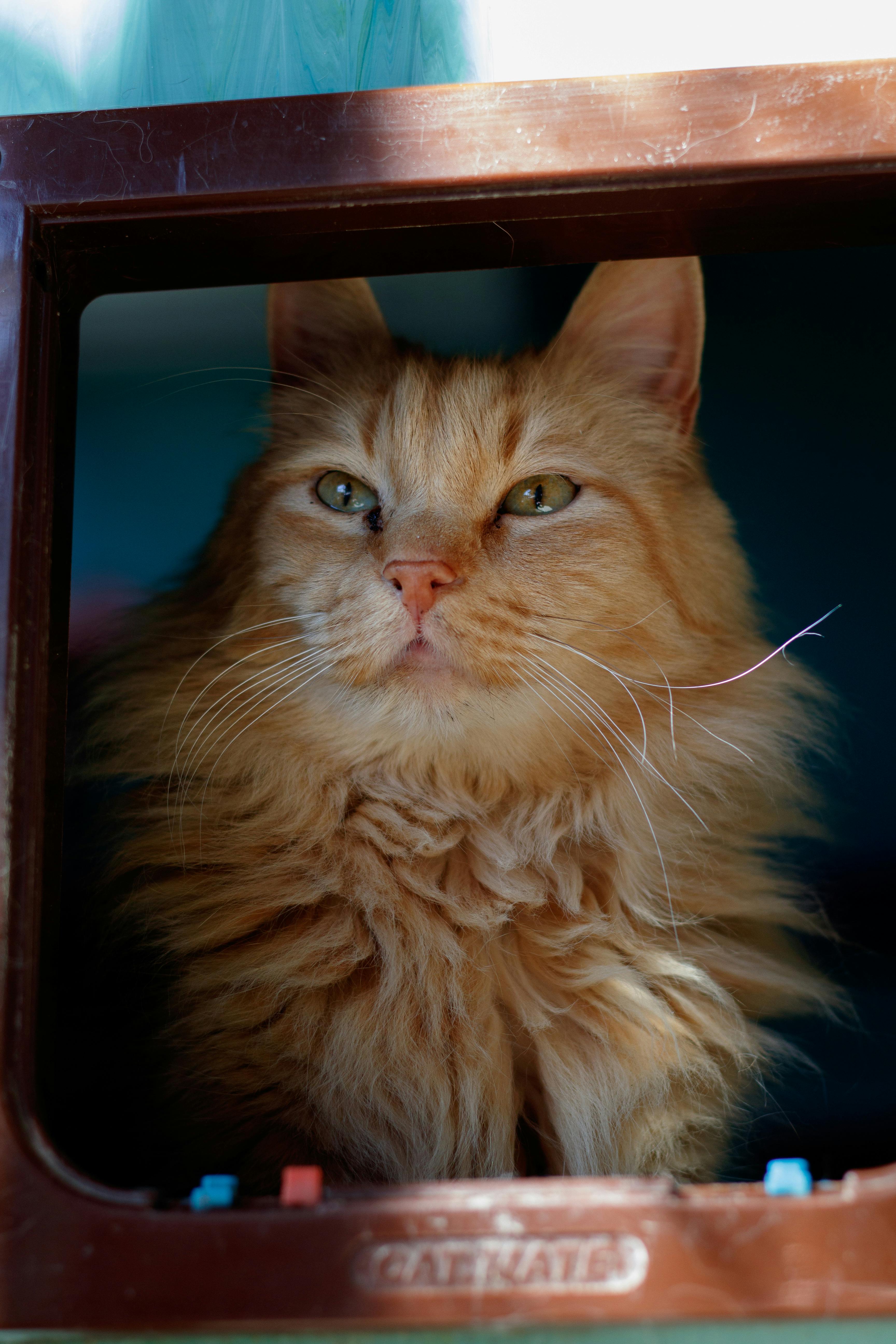 Cat in a Frame · Free Stock Photo