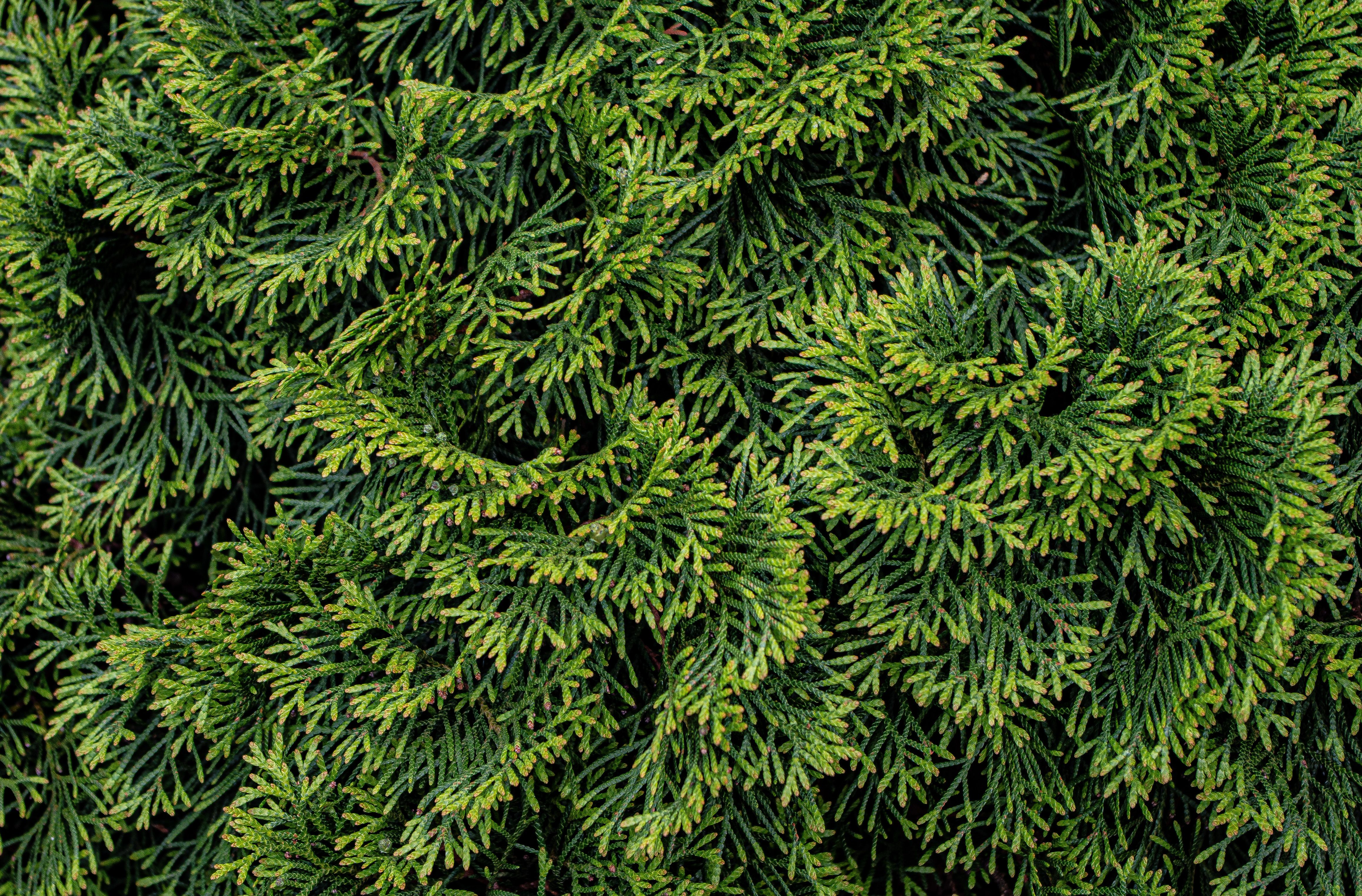 Coniferous Shrubs in Garden · Free Stock Photo
