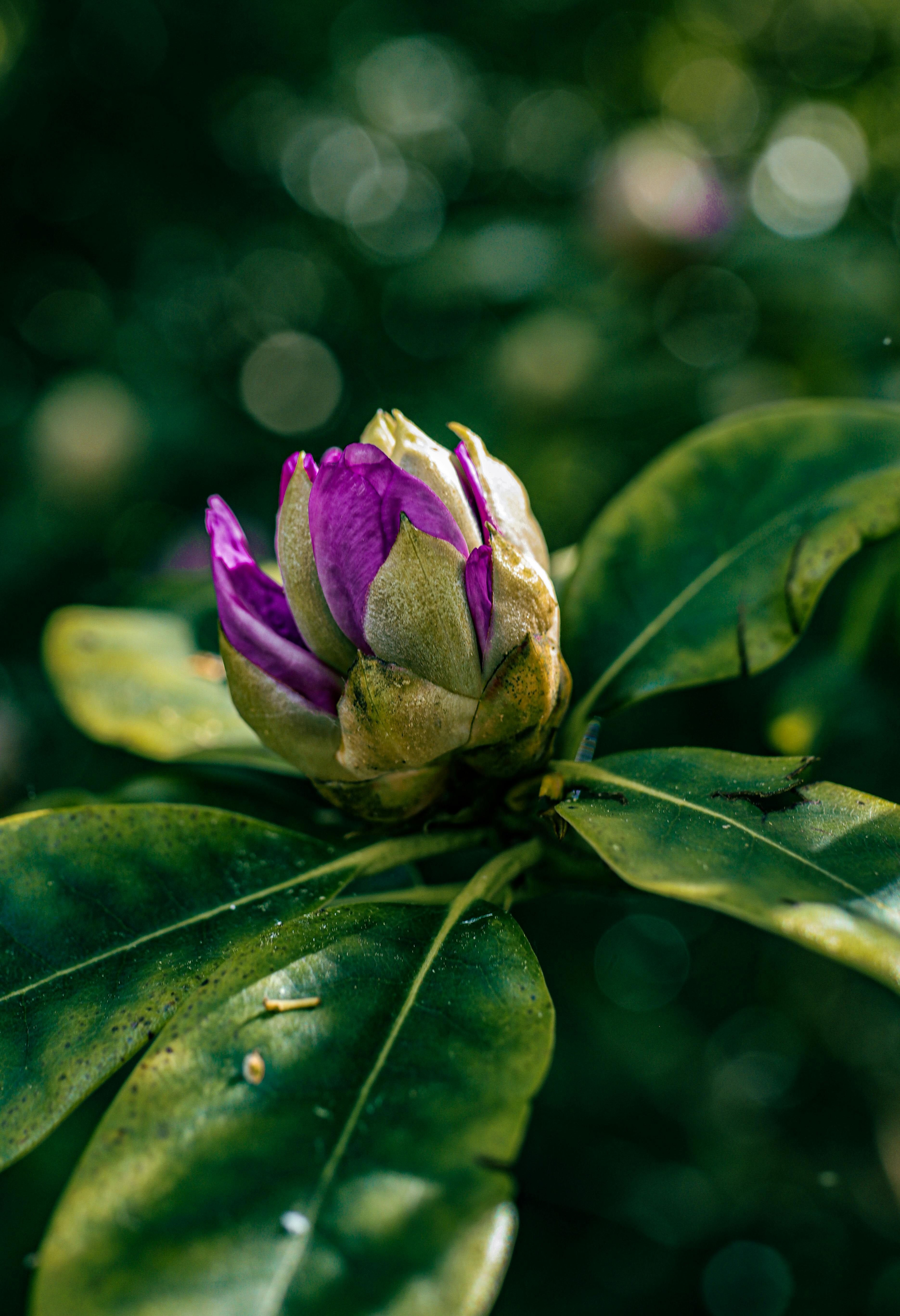 Blooming flower · Free Stock Photo