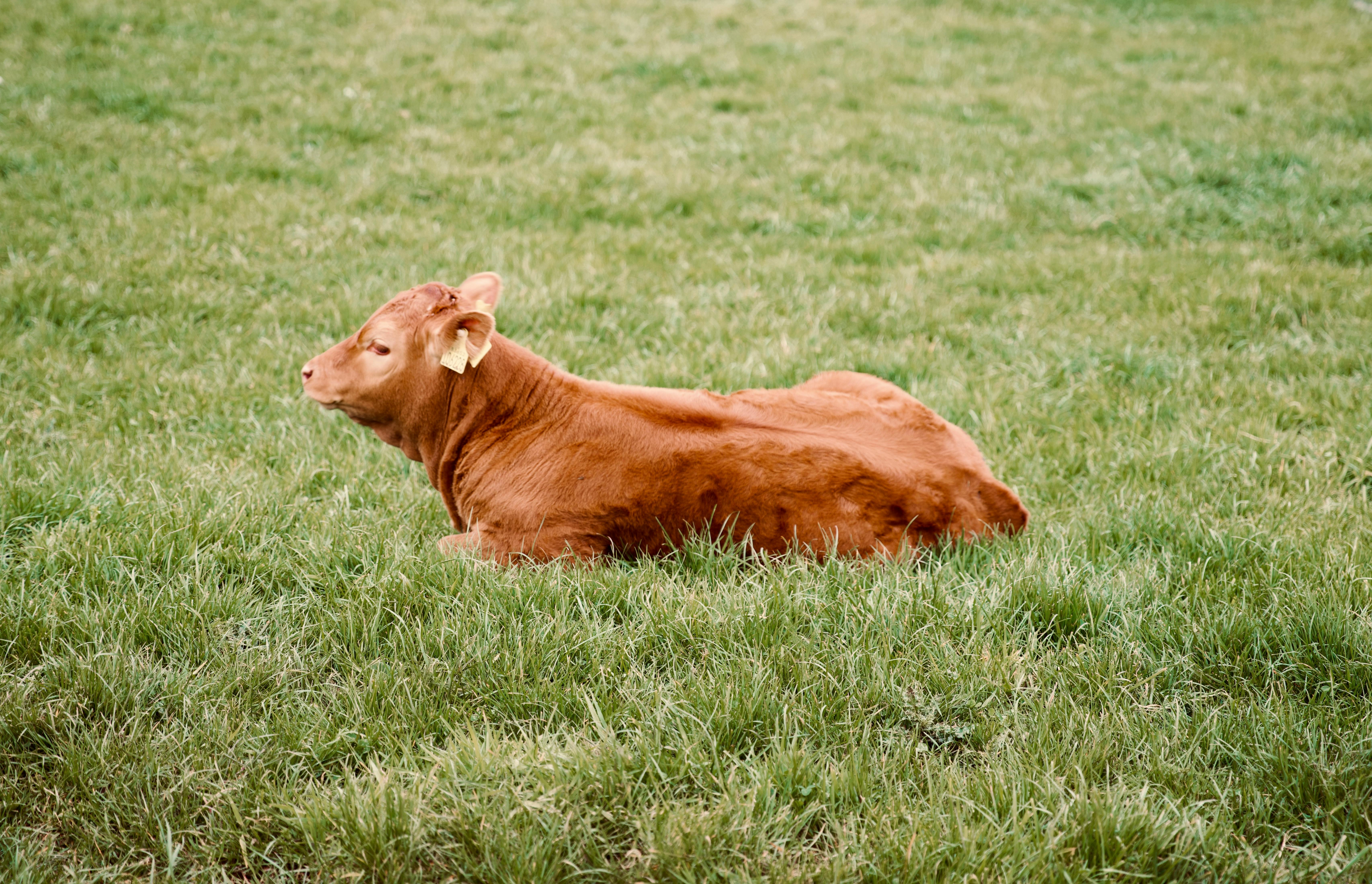 Cow Lying Down on Pasture · Free Stock Photo