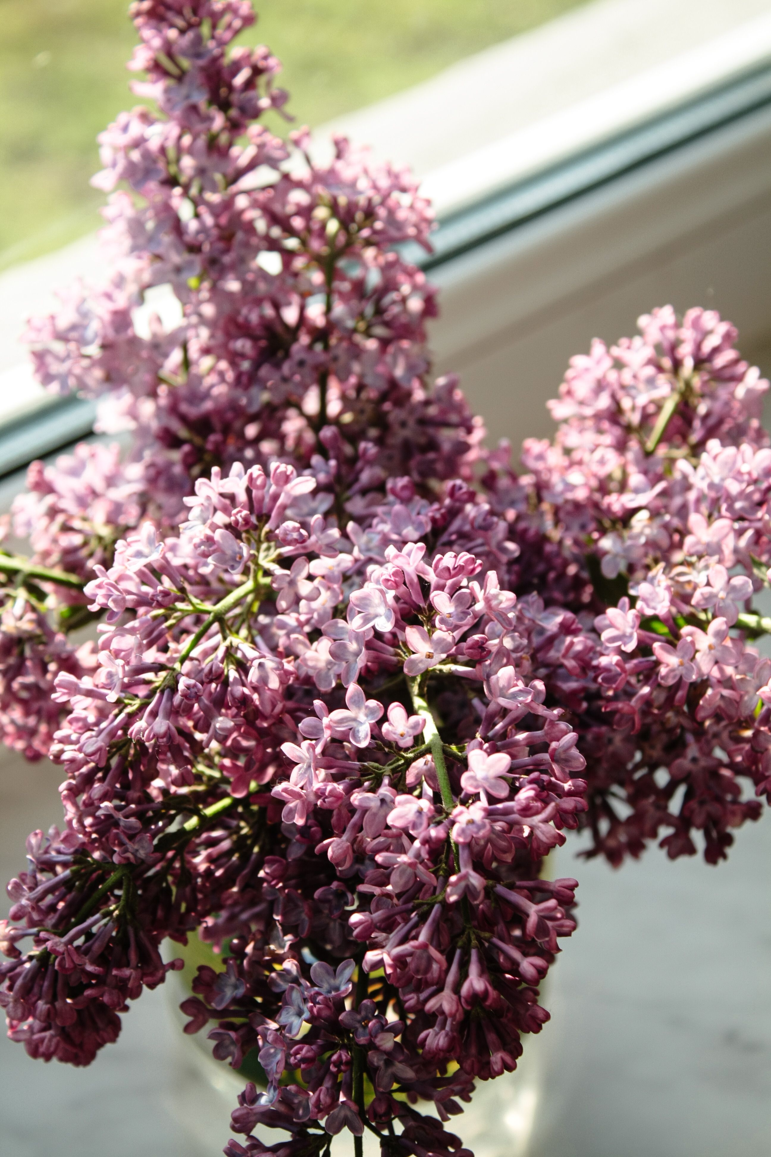 Photograph of Blooming Purple Lilac Flowers · Free Stock Photo