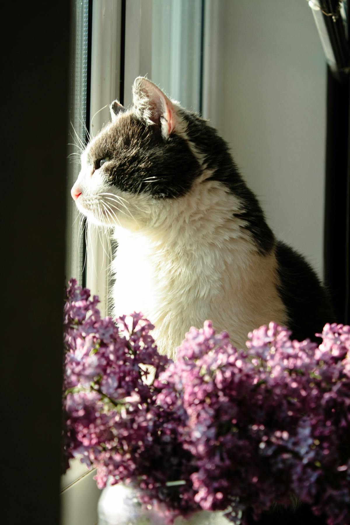 Cute Purple Cat Photos, Download The BEST Free Cute Purple Cat Stock ...