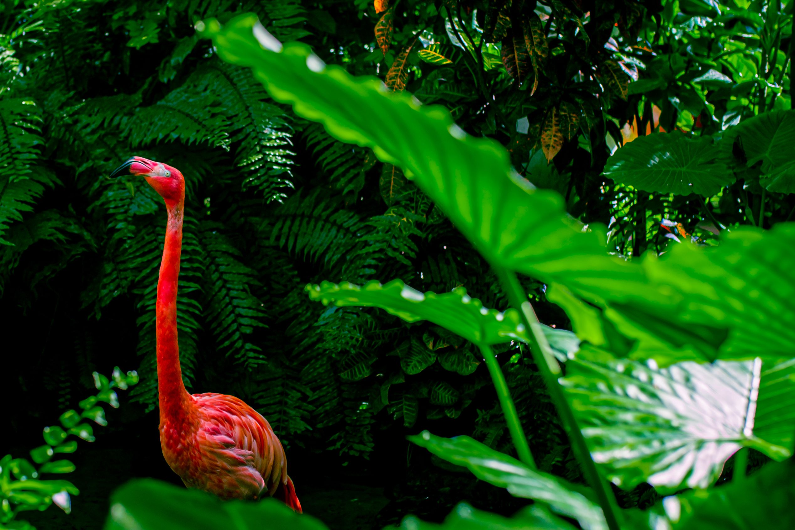 Flamingo in Forest · Free Stock Photo
