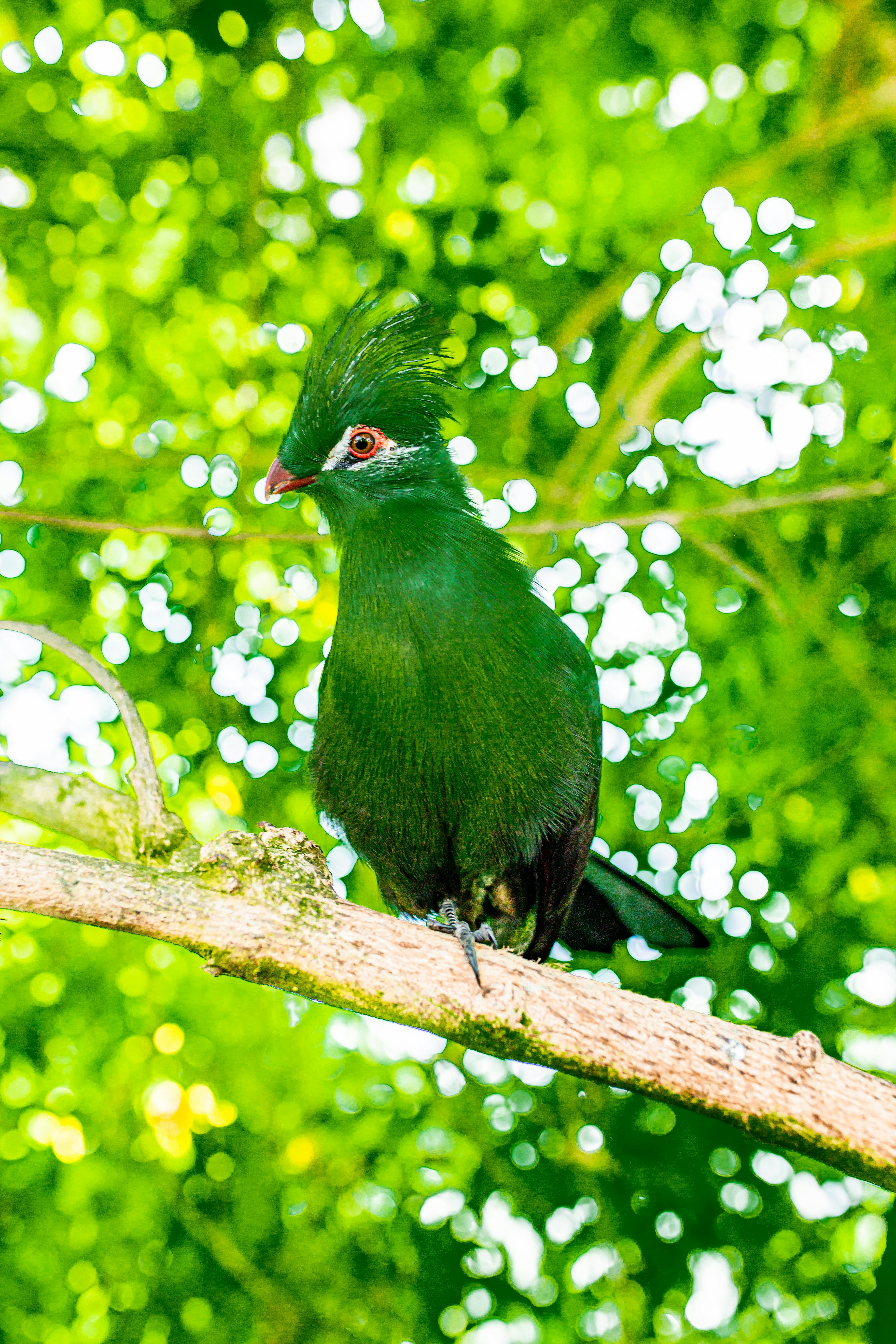State Turaco Photos, Download The BEST Free State Turaco Stock Photos ...