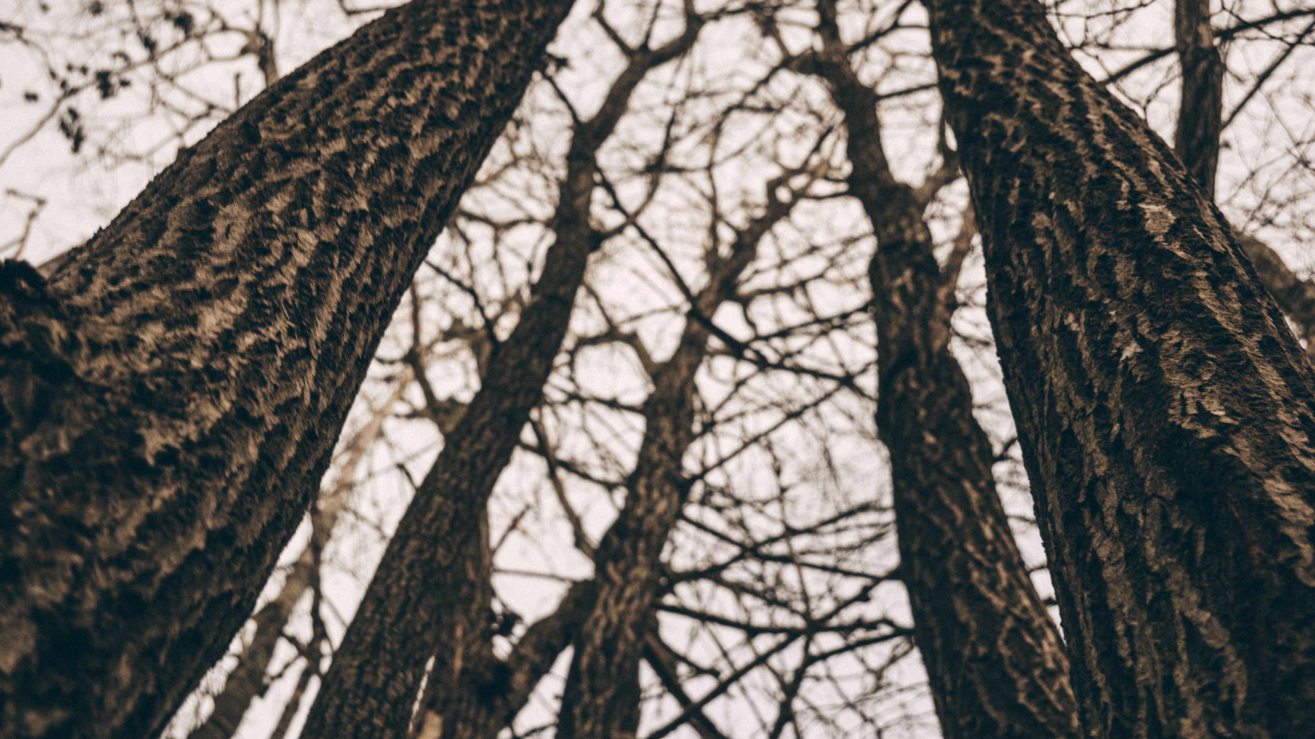 Iroko Trees Photos, Download The BEST Free Iroko Trees Stock Photos ...