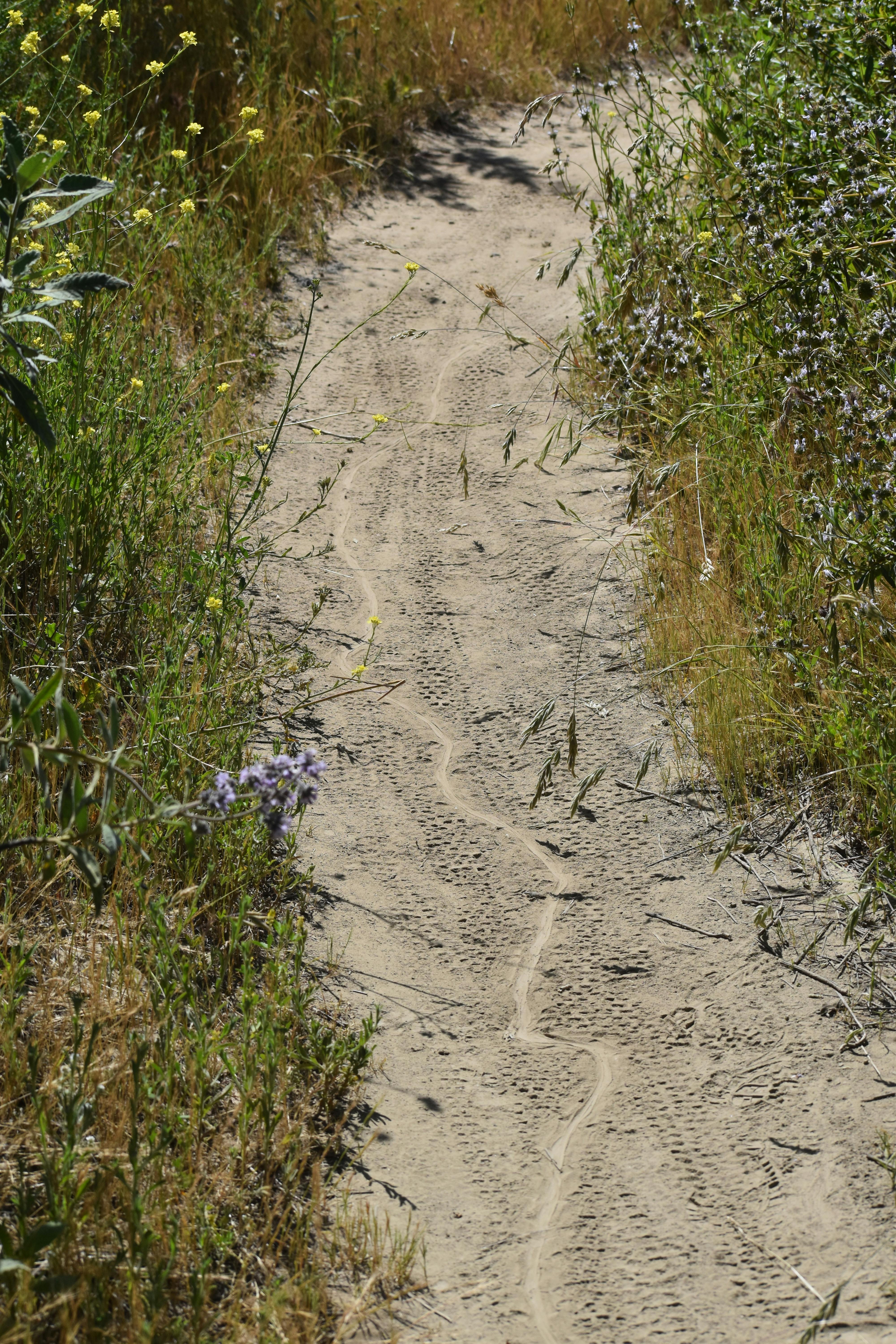Sand Footpath in Countryside · Free Stock Photo