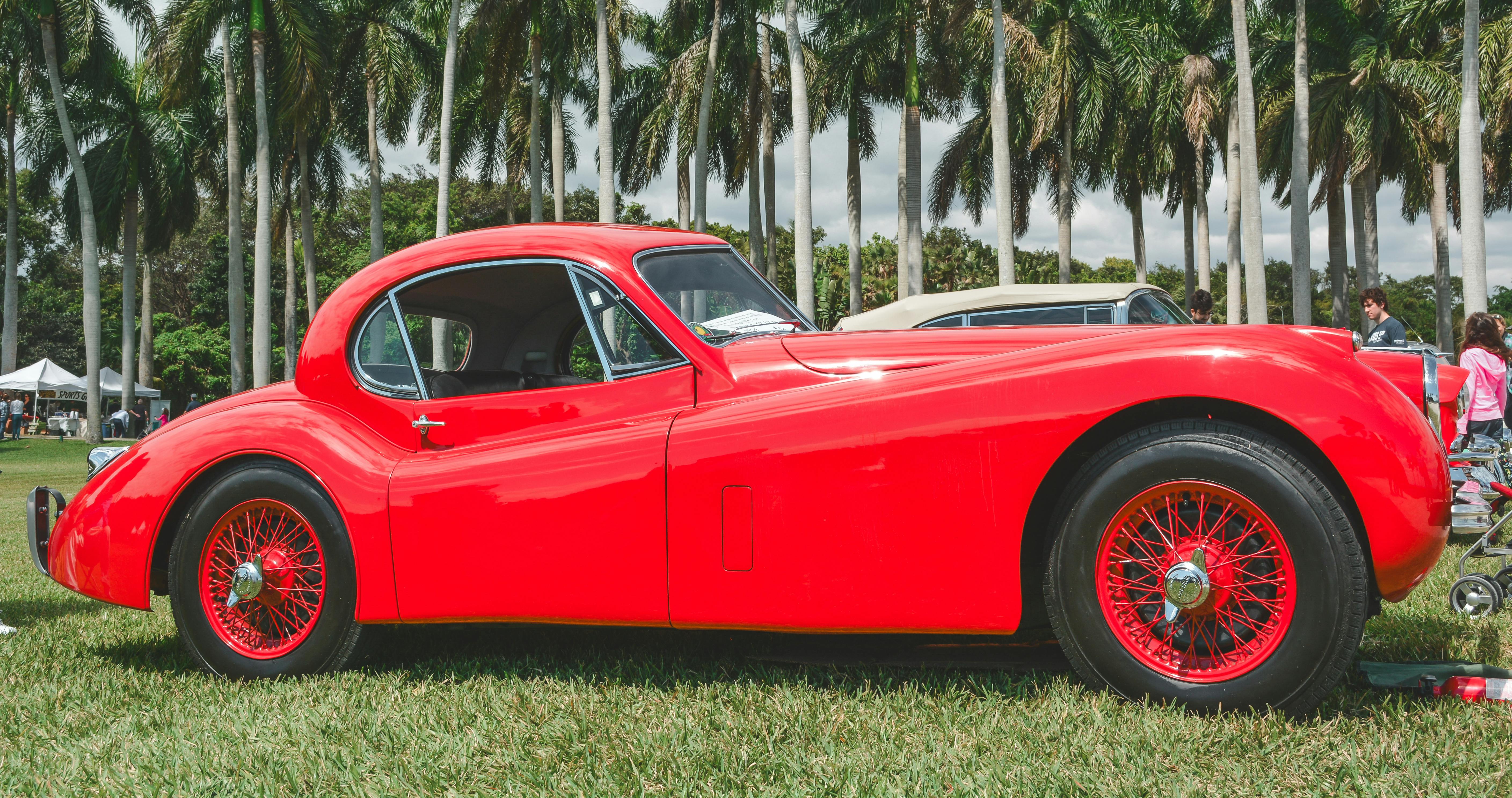 Primary Jaguar Photos, Download The BEST Free Primary Jaguar Stock ...