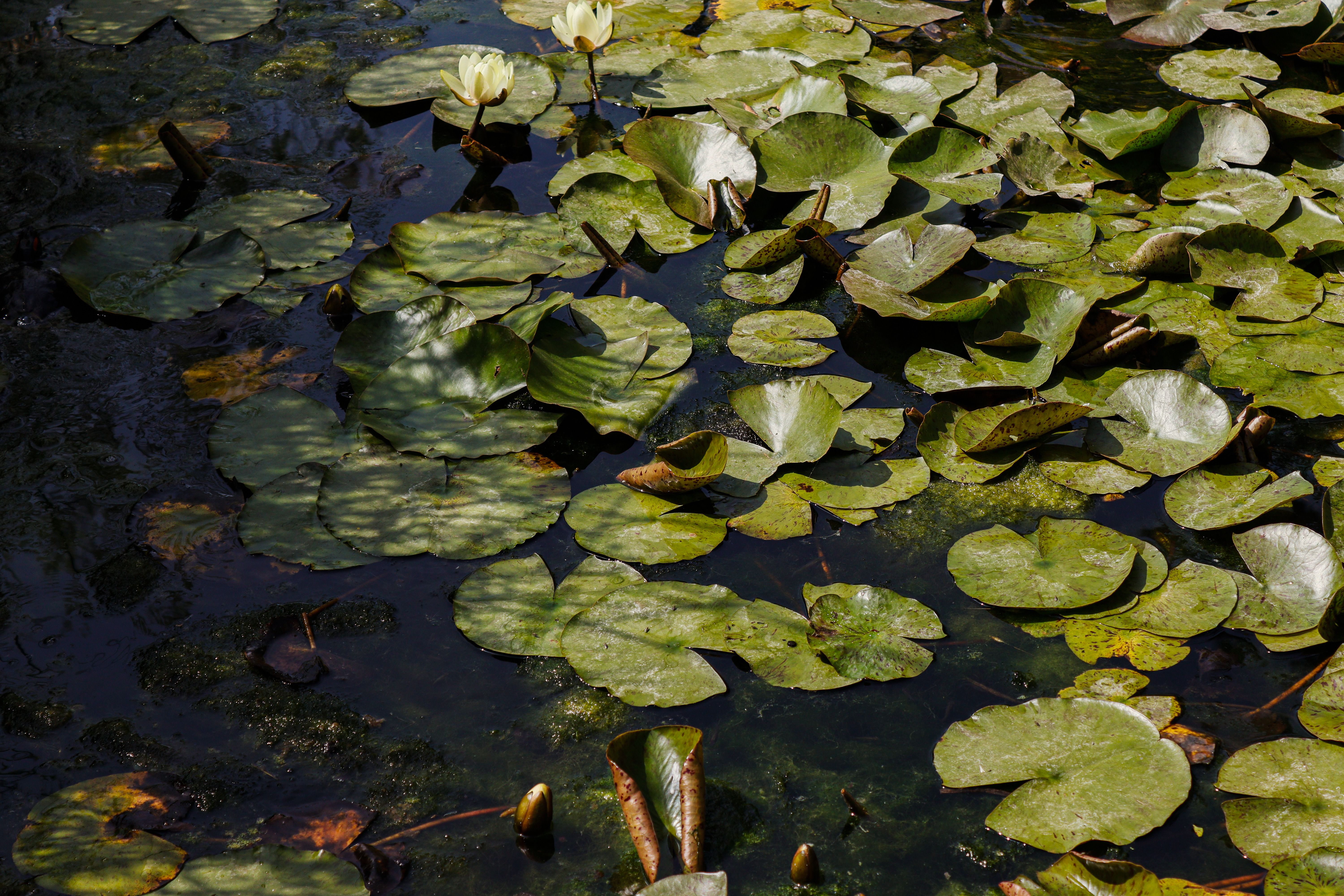 Leaves in a Swamp · Free Stock Photo