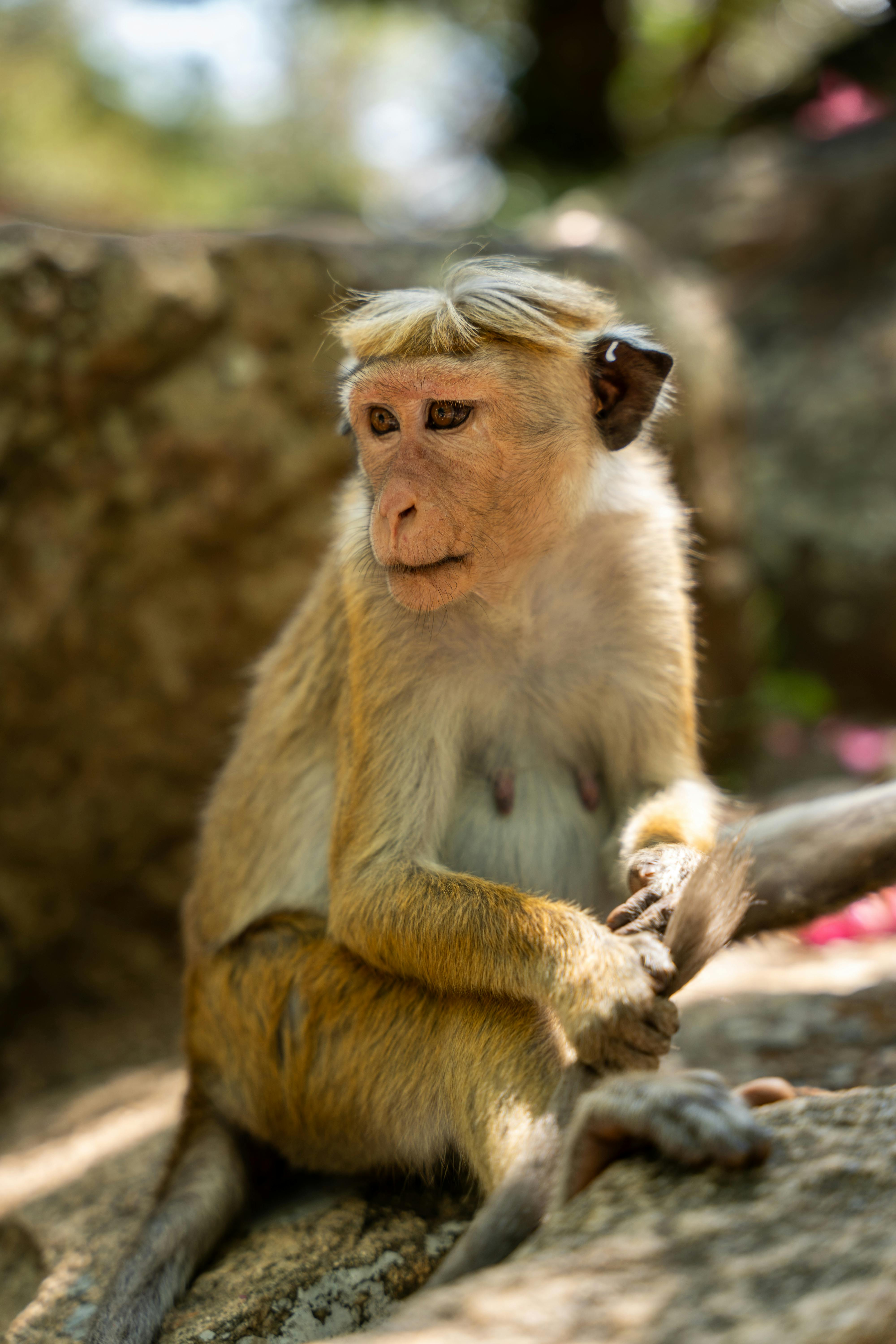 Shallow Focus Photography of Monkey · Free Stock Photo