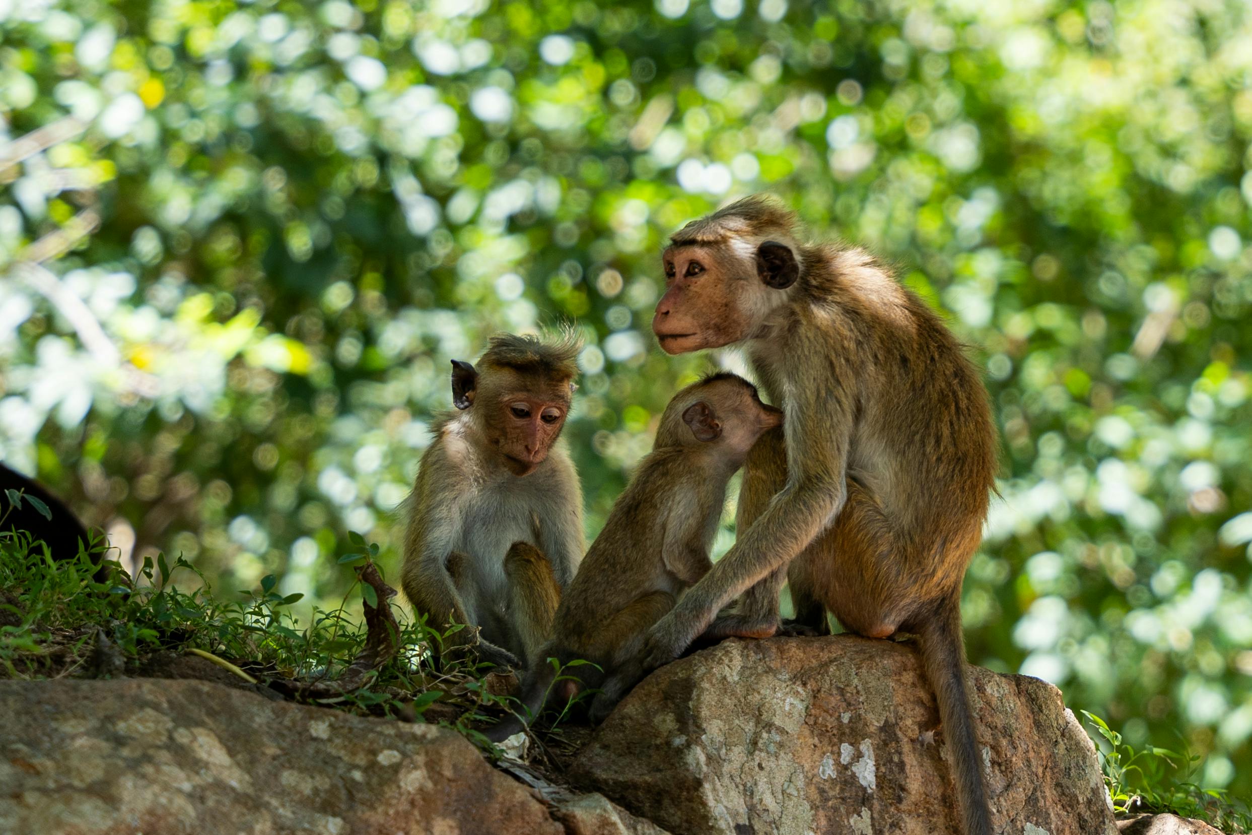 Macaque Sitting with Babies · Free Stock Photo