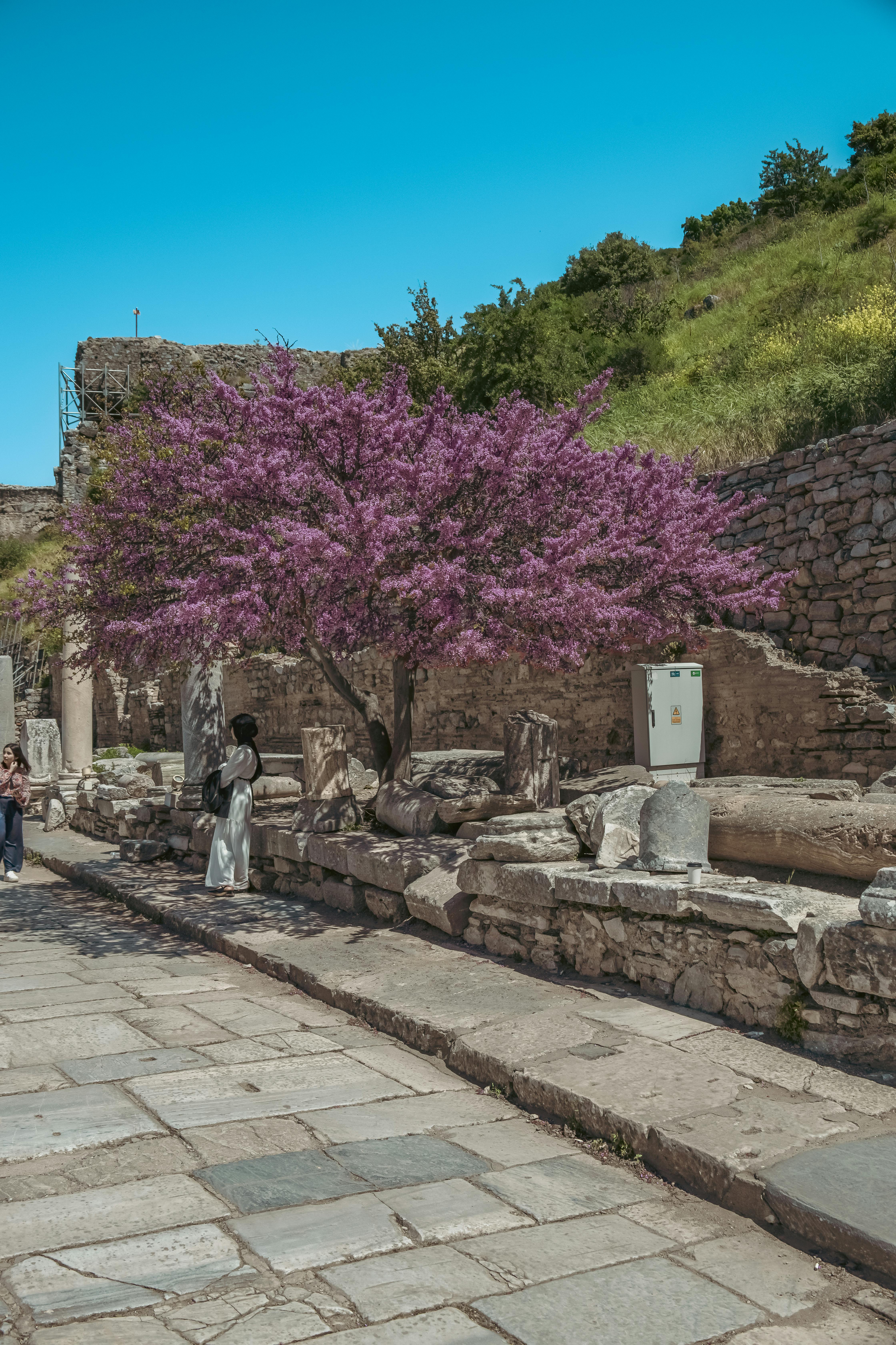 Purple Tree in Ancient Ruins · Free Stock Photo
