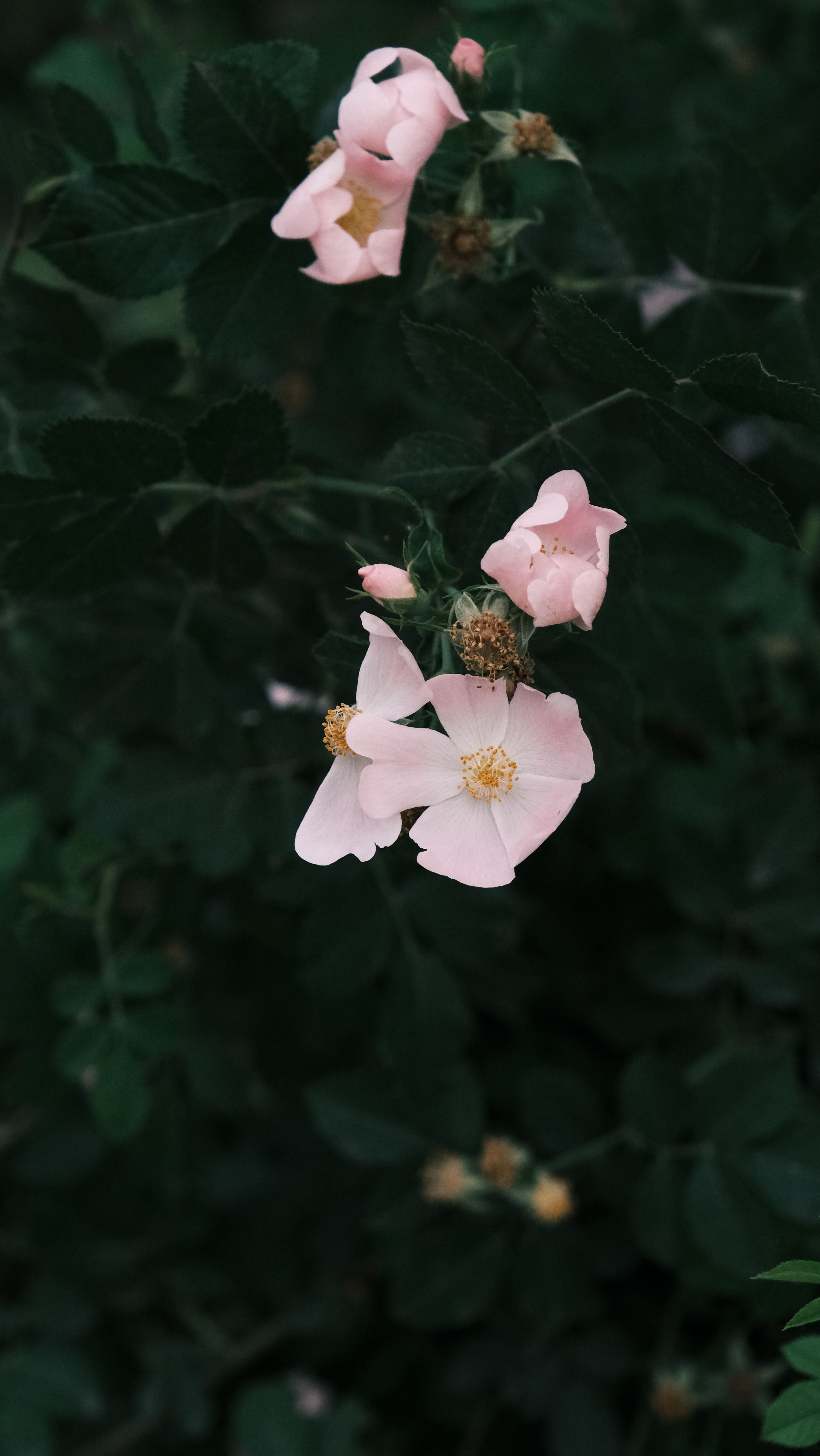 Pink Dog Roses in Nature · Free Stock Photo