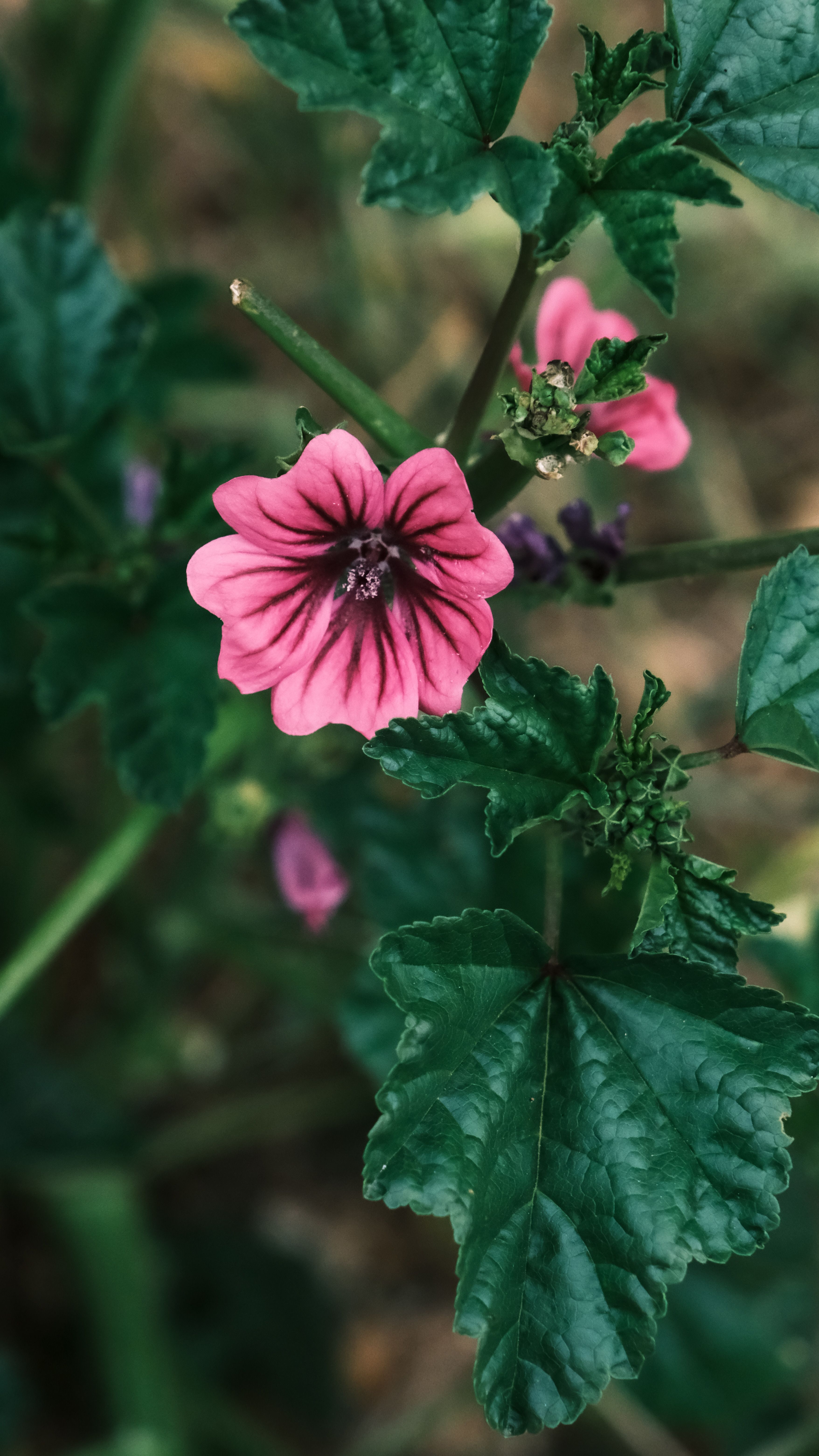 Pink Common Mallow Flowers · Free Stock Photo