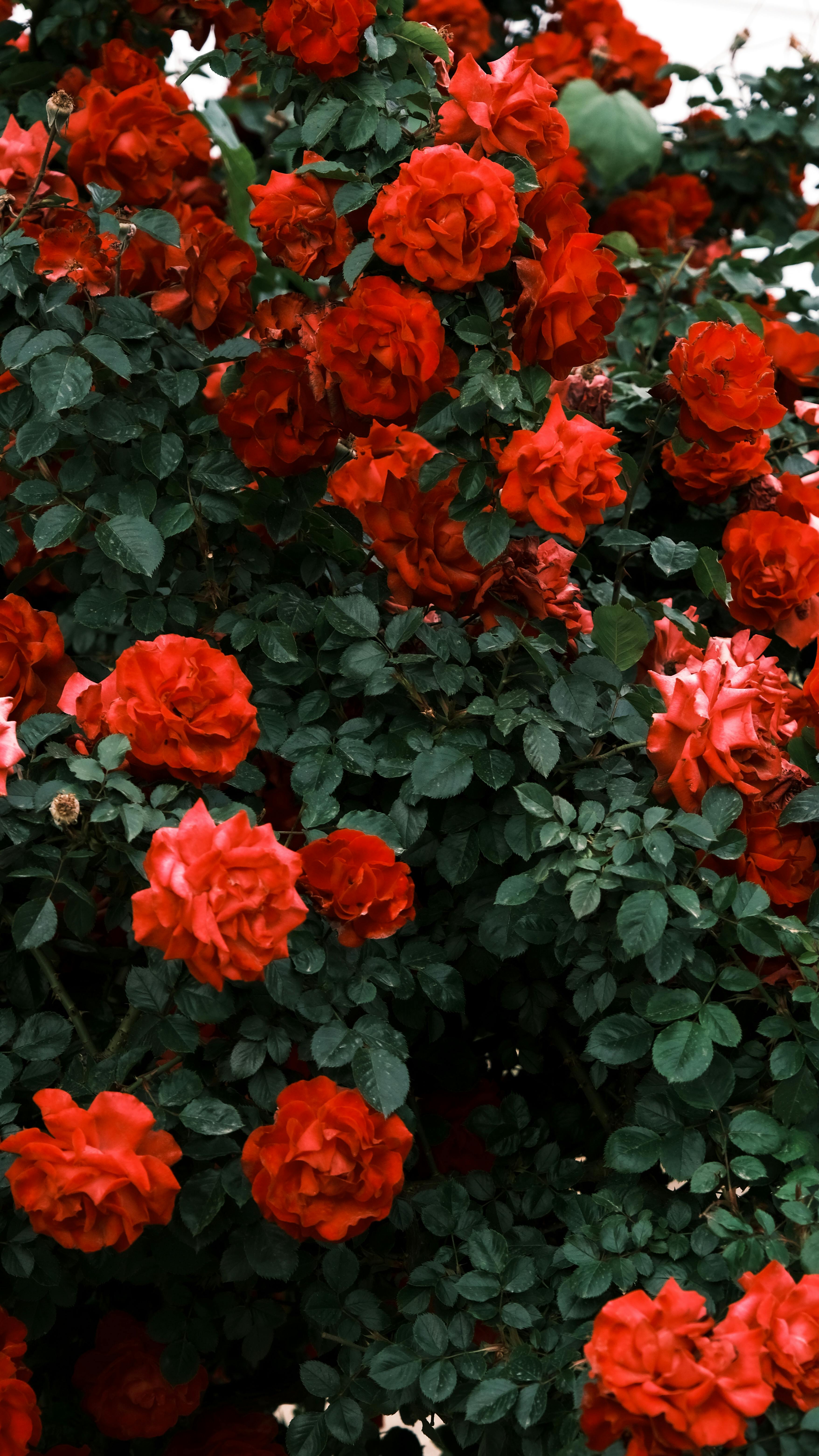 Red Roses in Nature · Free Stock Photo