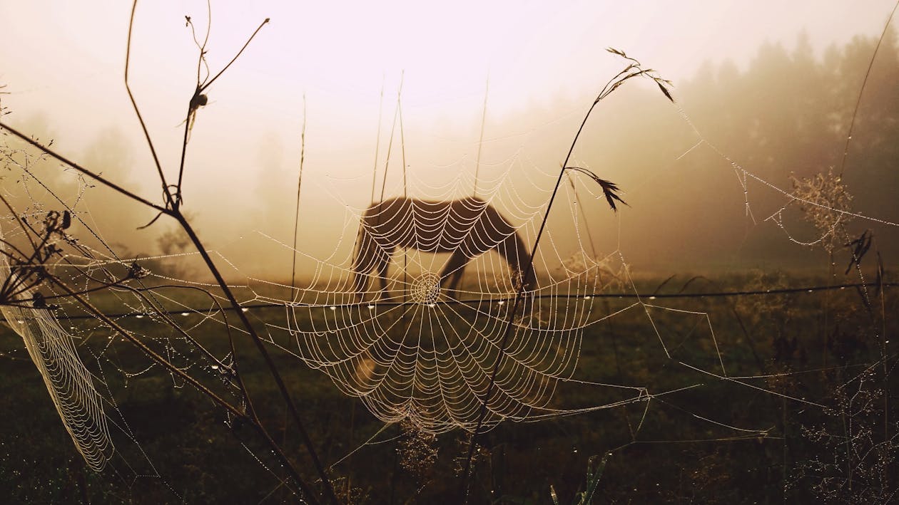 Free Stock Photo Of Early Morning Foggy Foggy Morning free-stock-photo-of-early-morning-foggy-foggy-morning