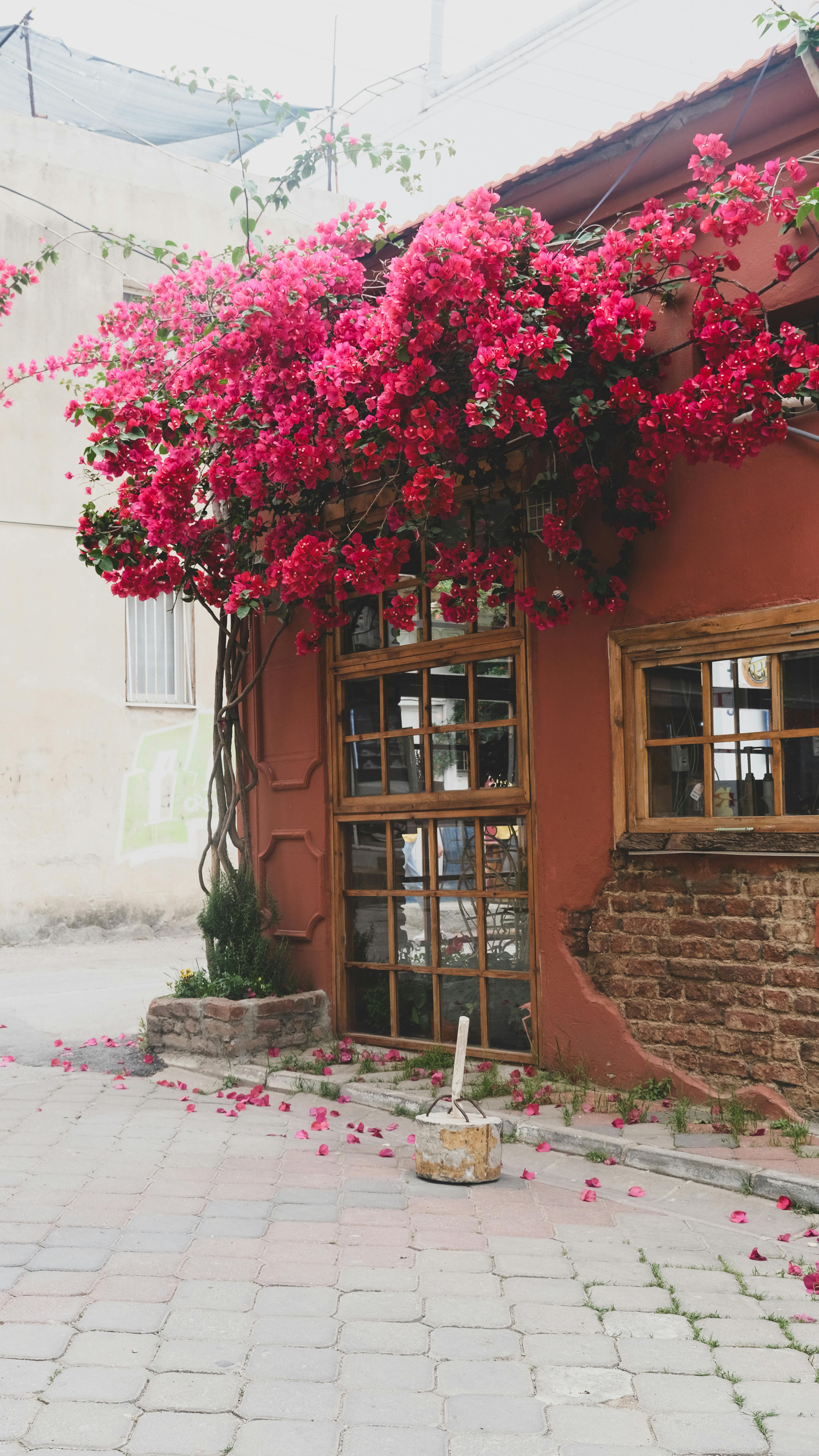 Flowers Wall Photos, Download The BEST Free Flowers Wall Stock Photos ...