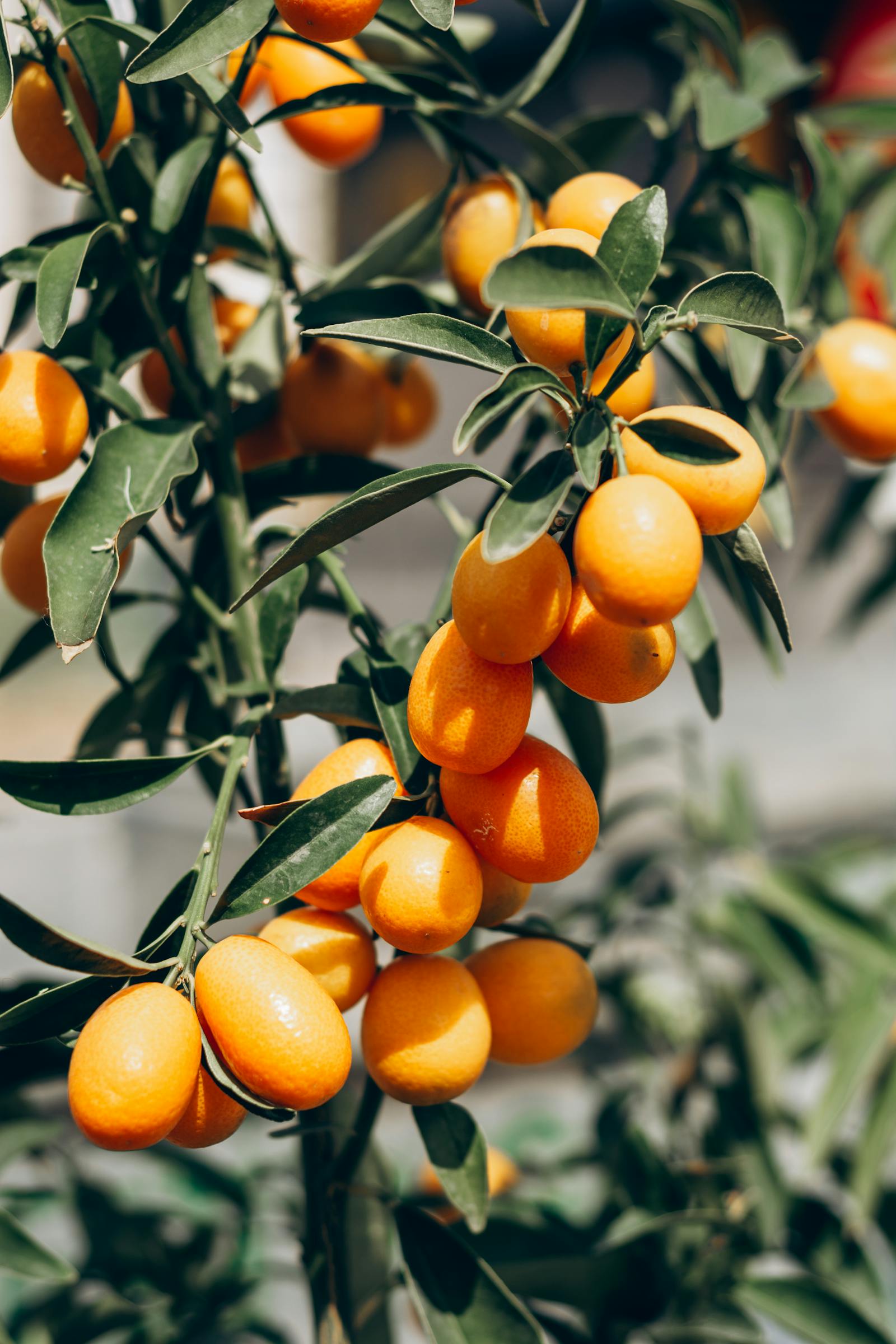 Orange Tree Photos, Download The BEST Free Orange Tree Stock Photos ...