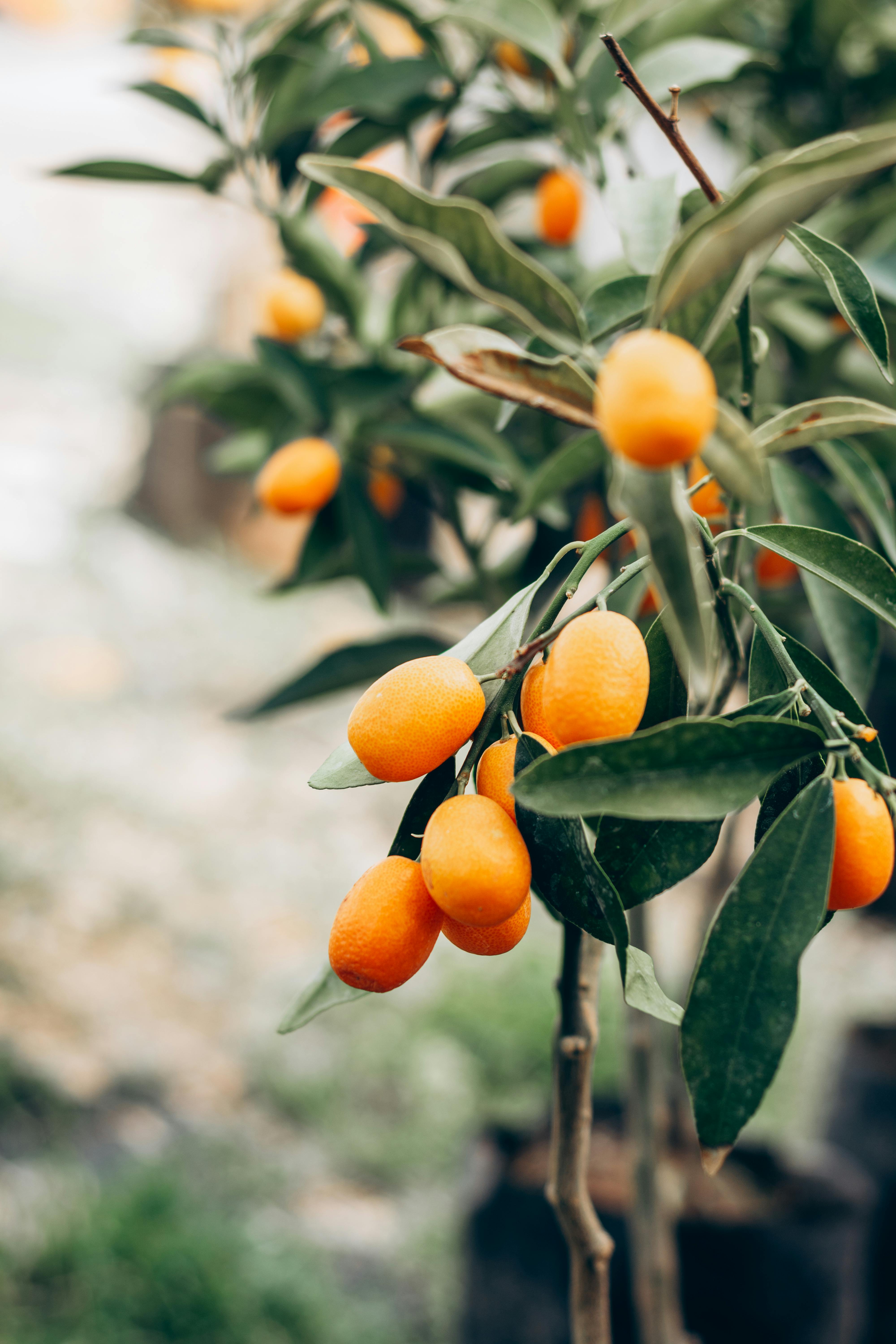 Orange Tree Photos, Download The BEST Free Orange Tree Stock Photos ...