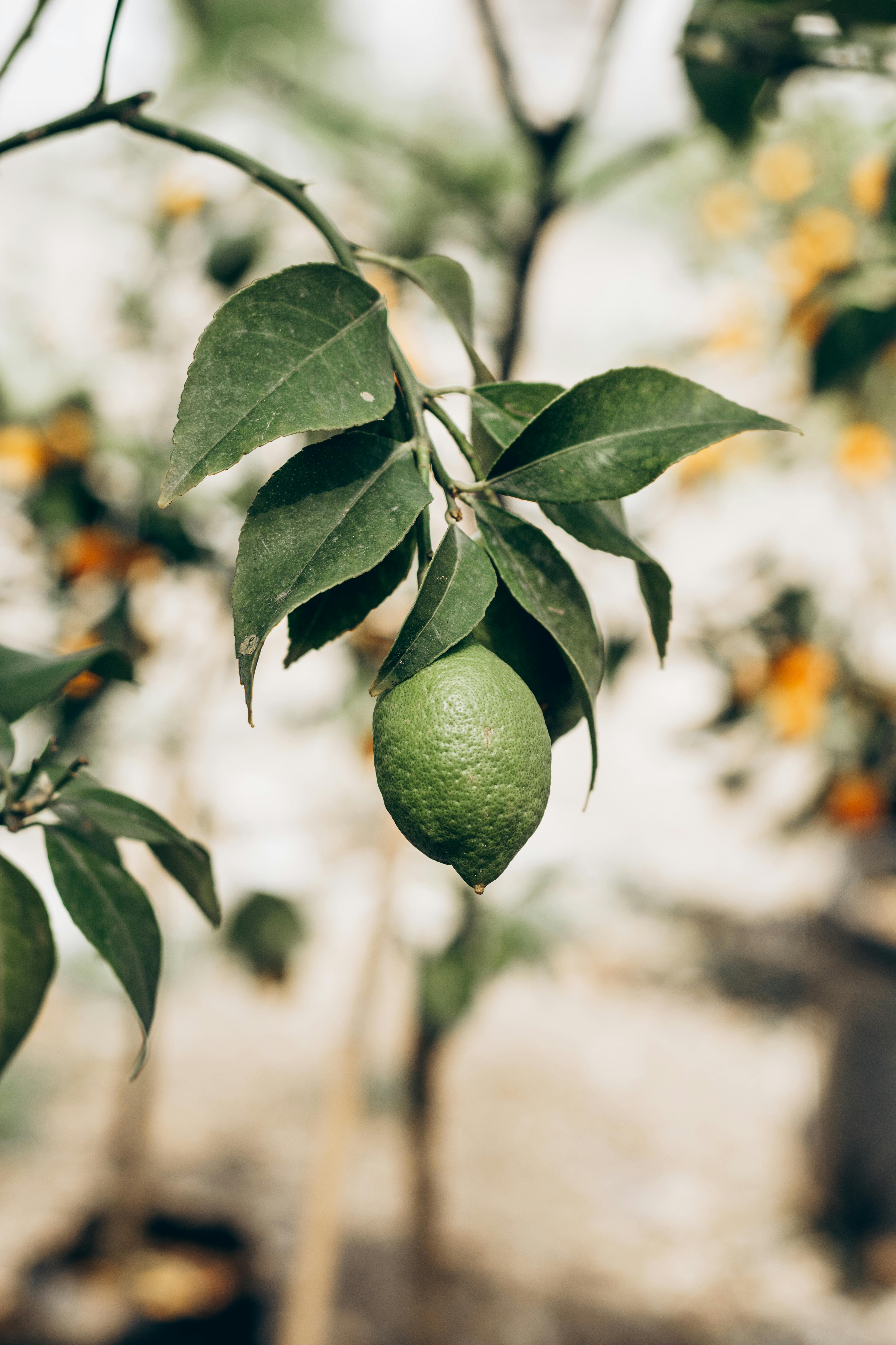 Lime Kor Photos, Download The BEST Free Lime Kor Stock Photos & HD Images