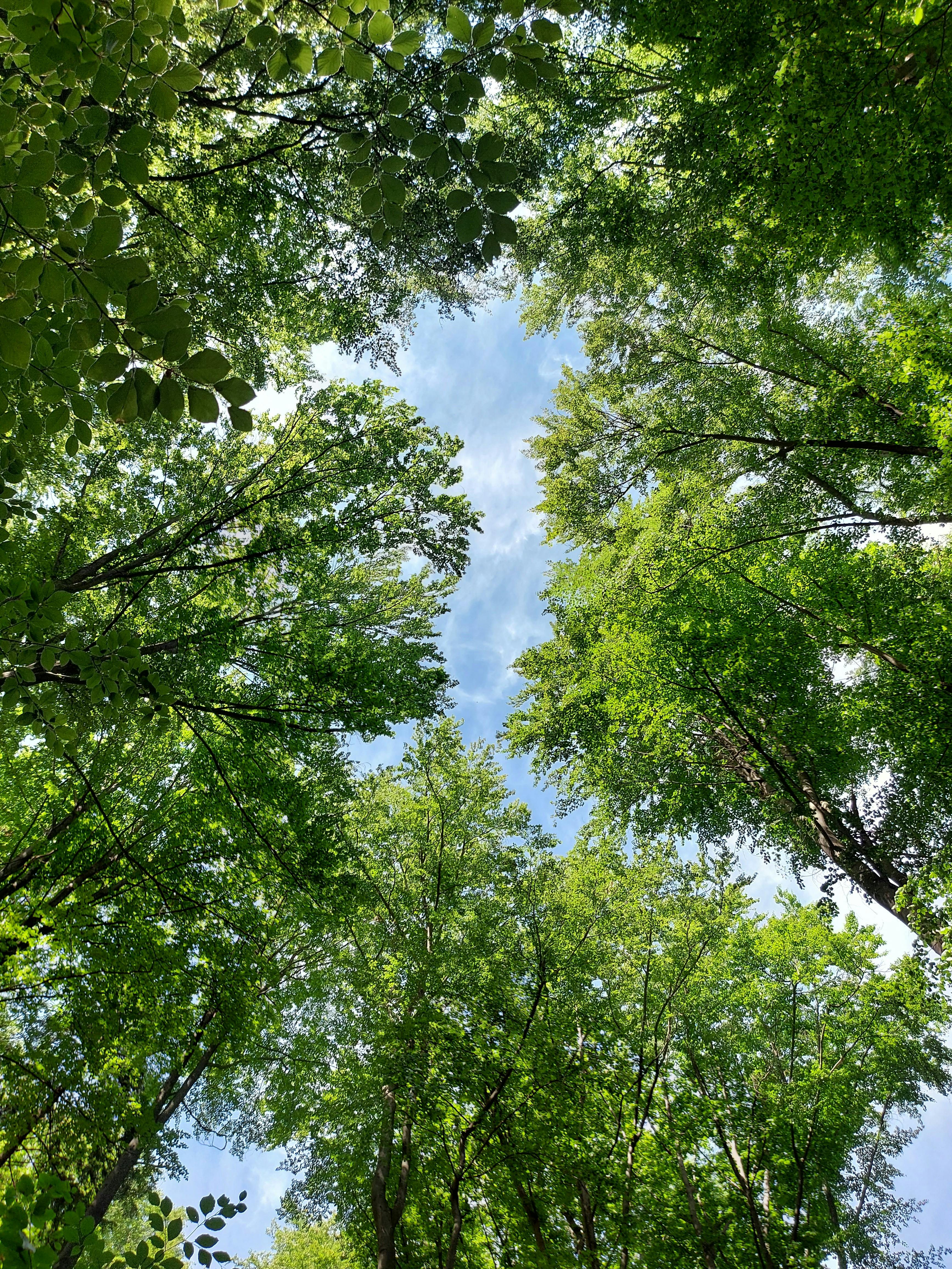 Tree Crowns in Sunlight · Free Stock Photo