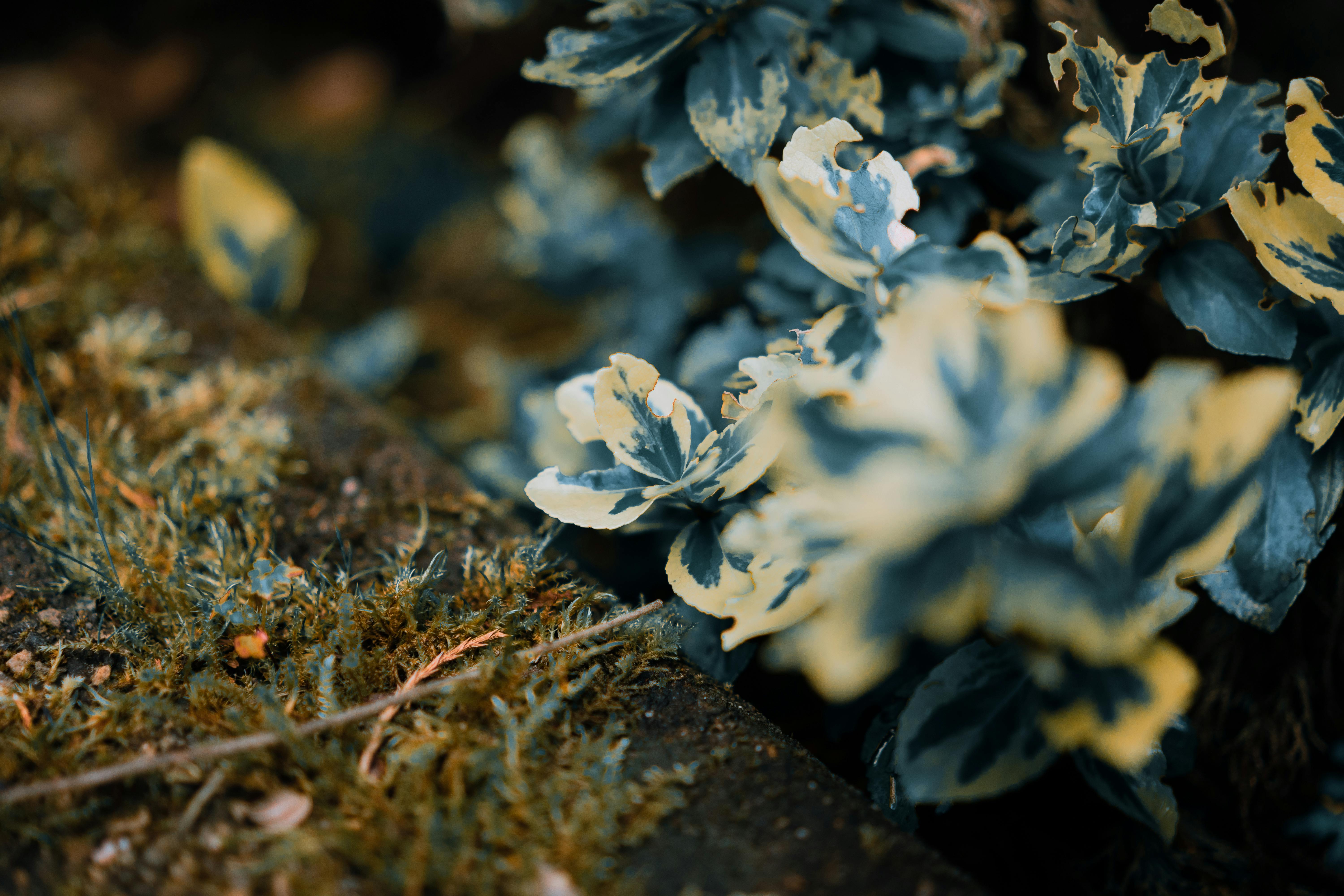 Multi Colored Leaves · Free Stock Photo