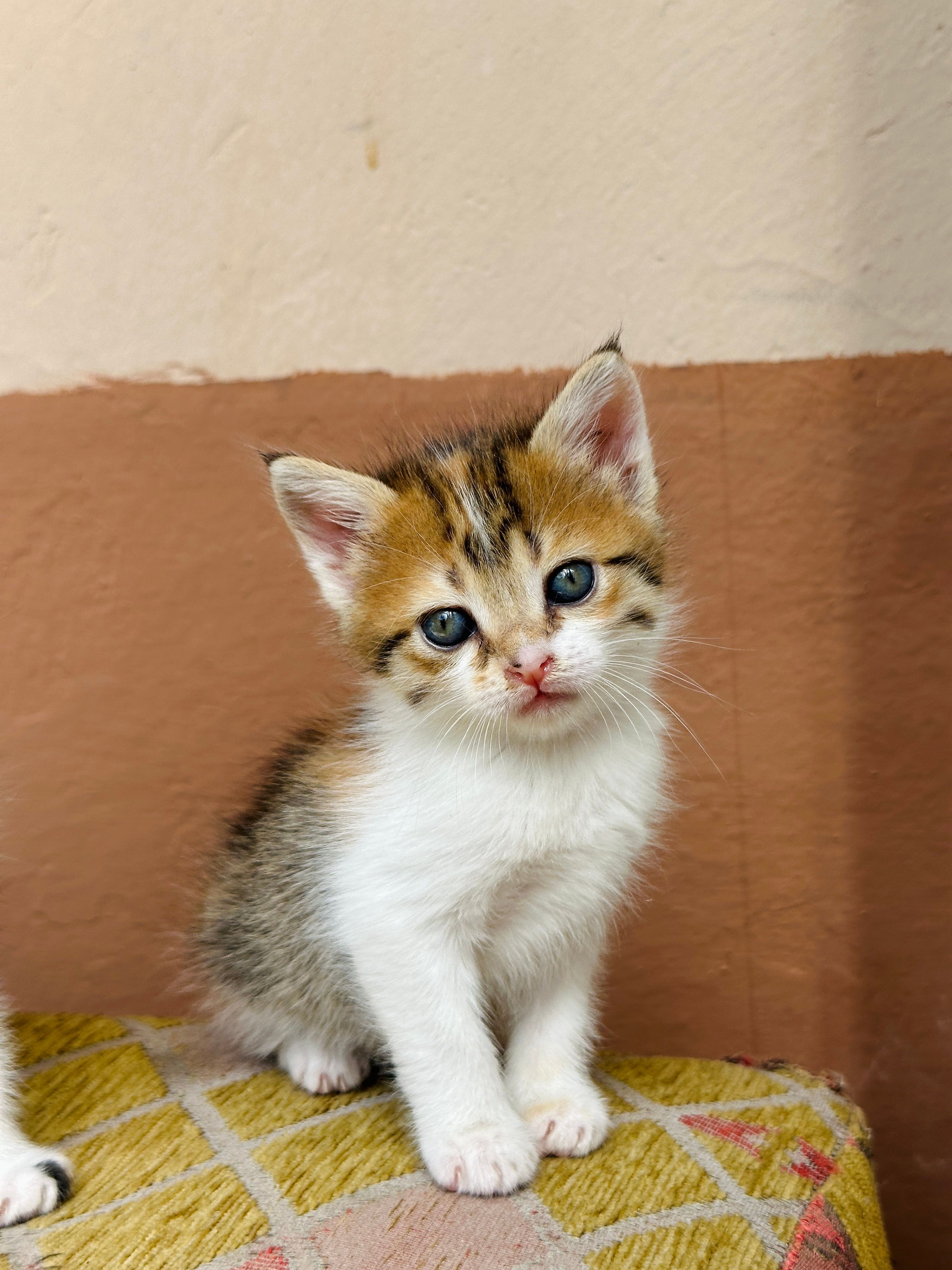 Foto stok gratis tentang anak binatang, anak kucing, anak kucing calico ...