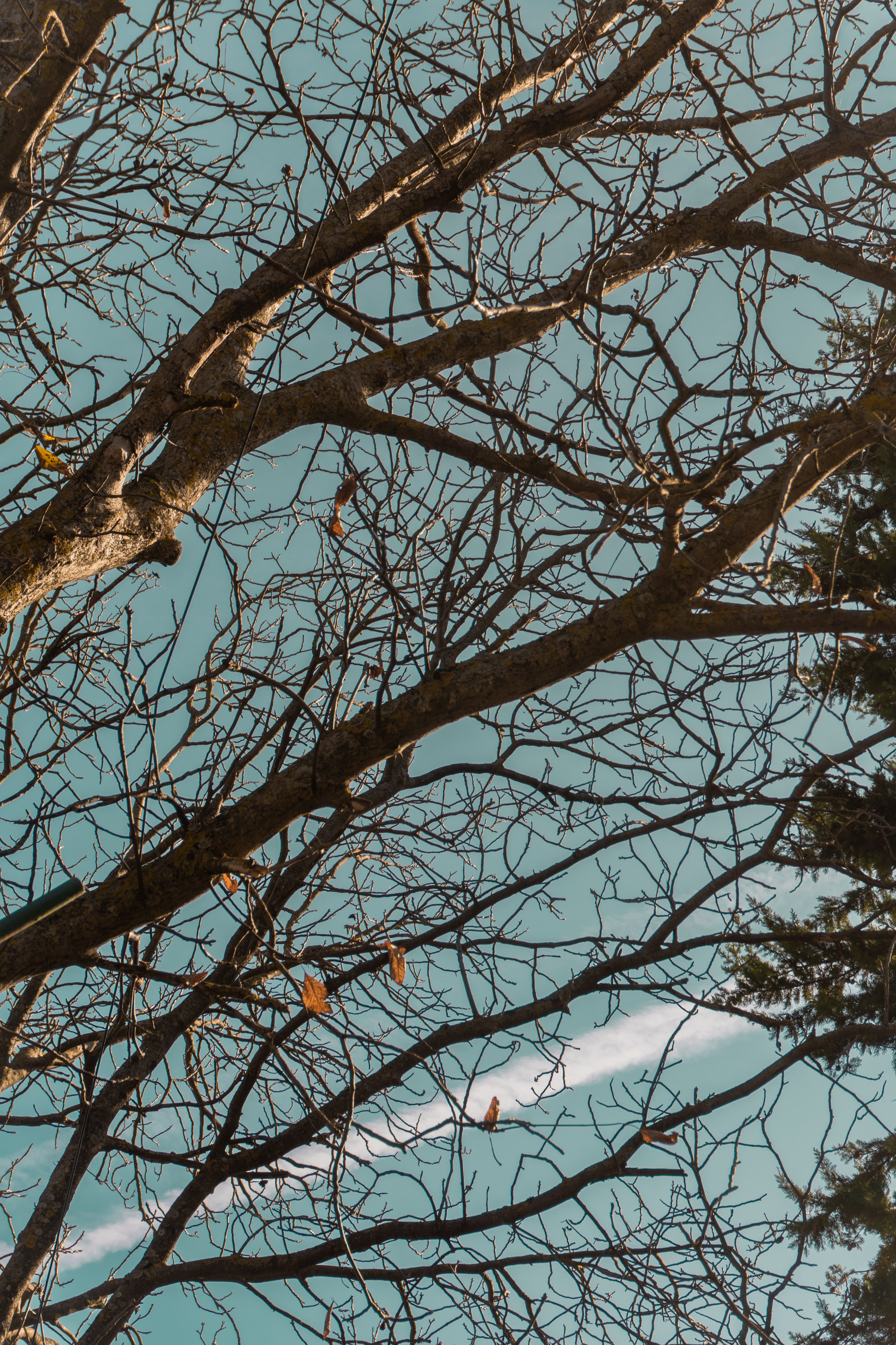 Ramas Y árboles Y El Cielo · Foto de stock gratuita