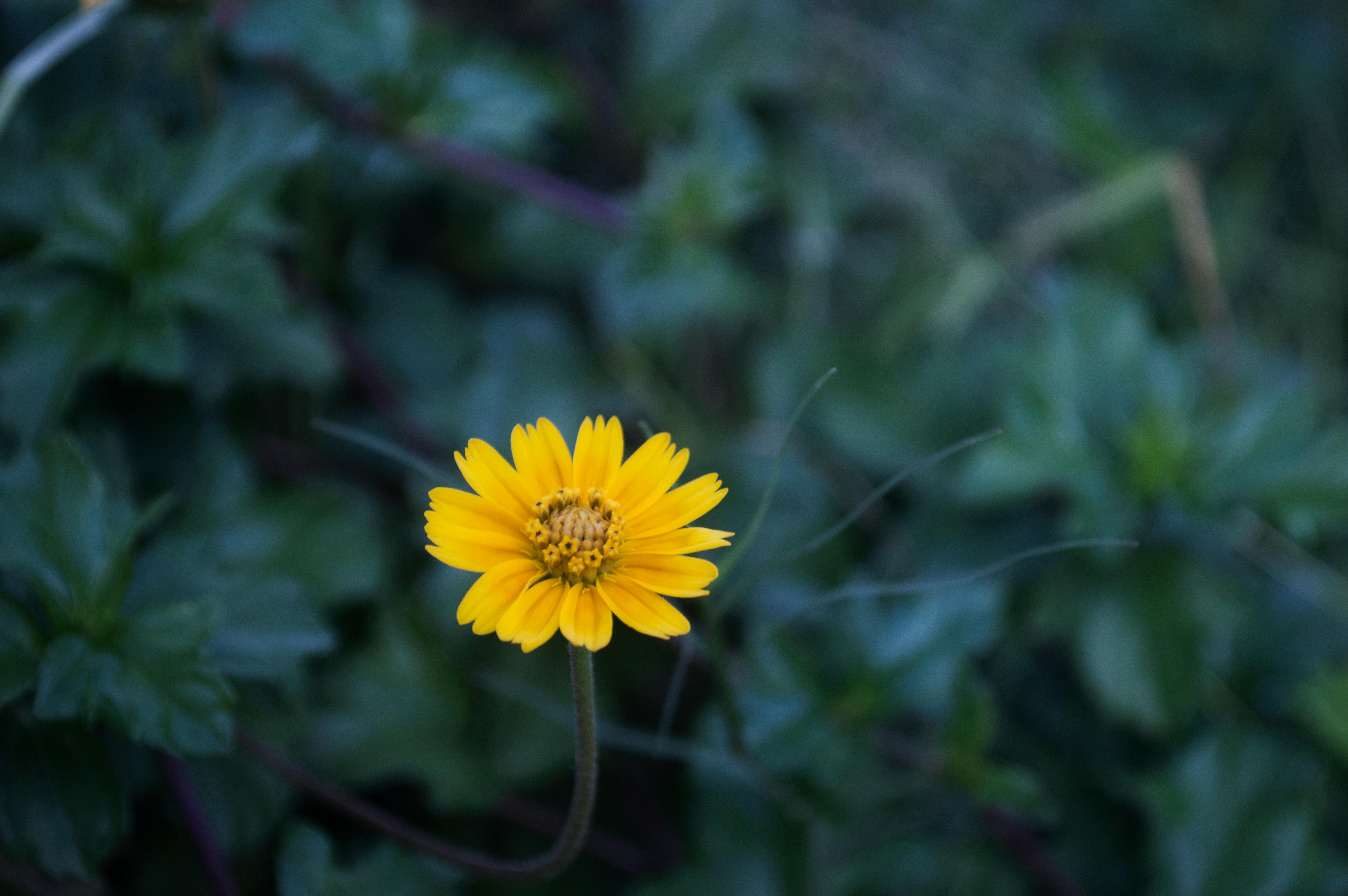 Free stock photo of alone flower, flower, yellow flower