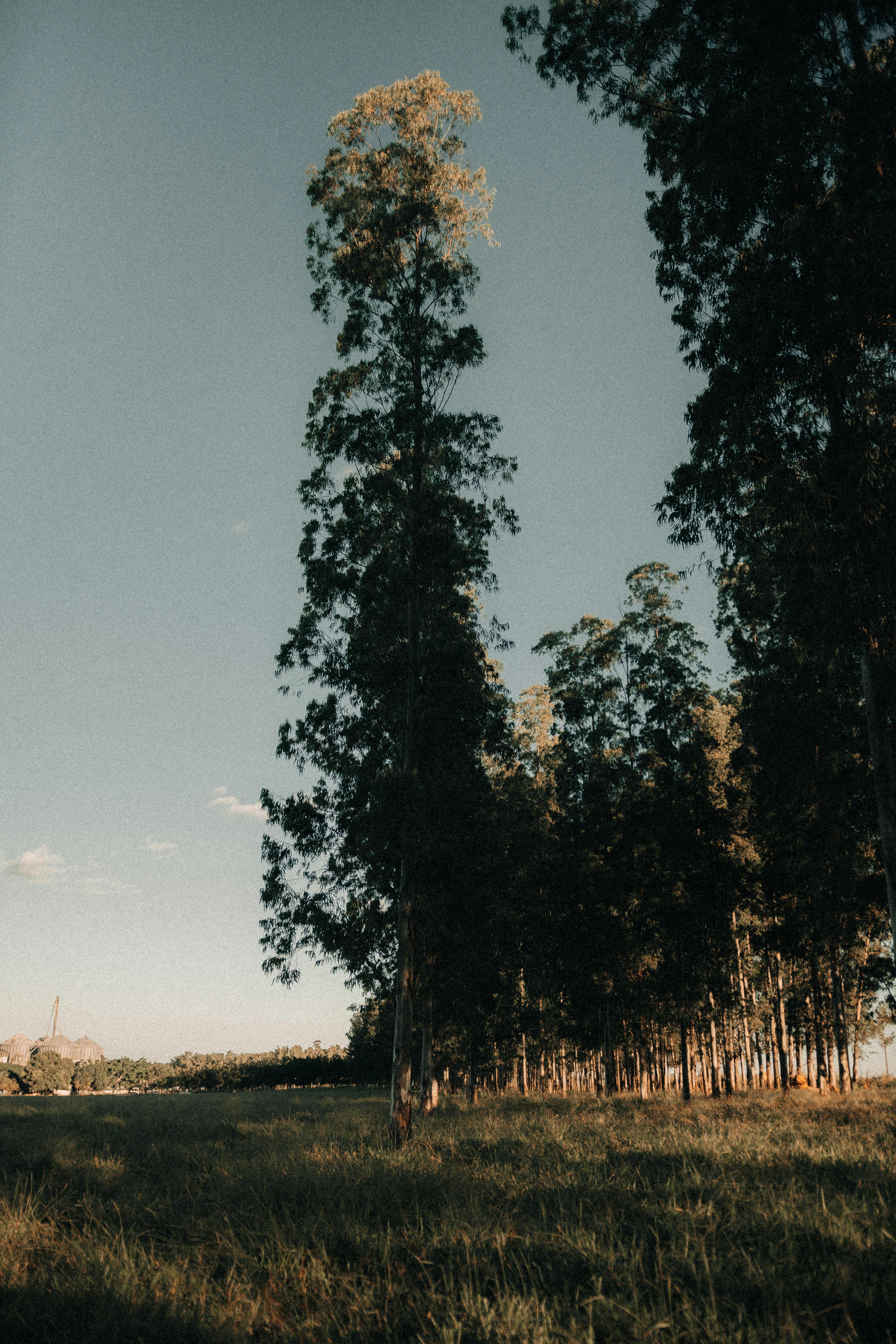 Alan Henrique - Photography