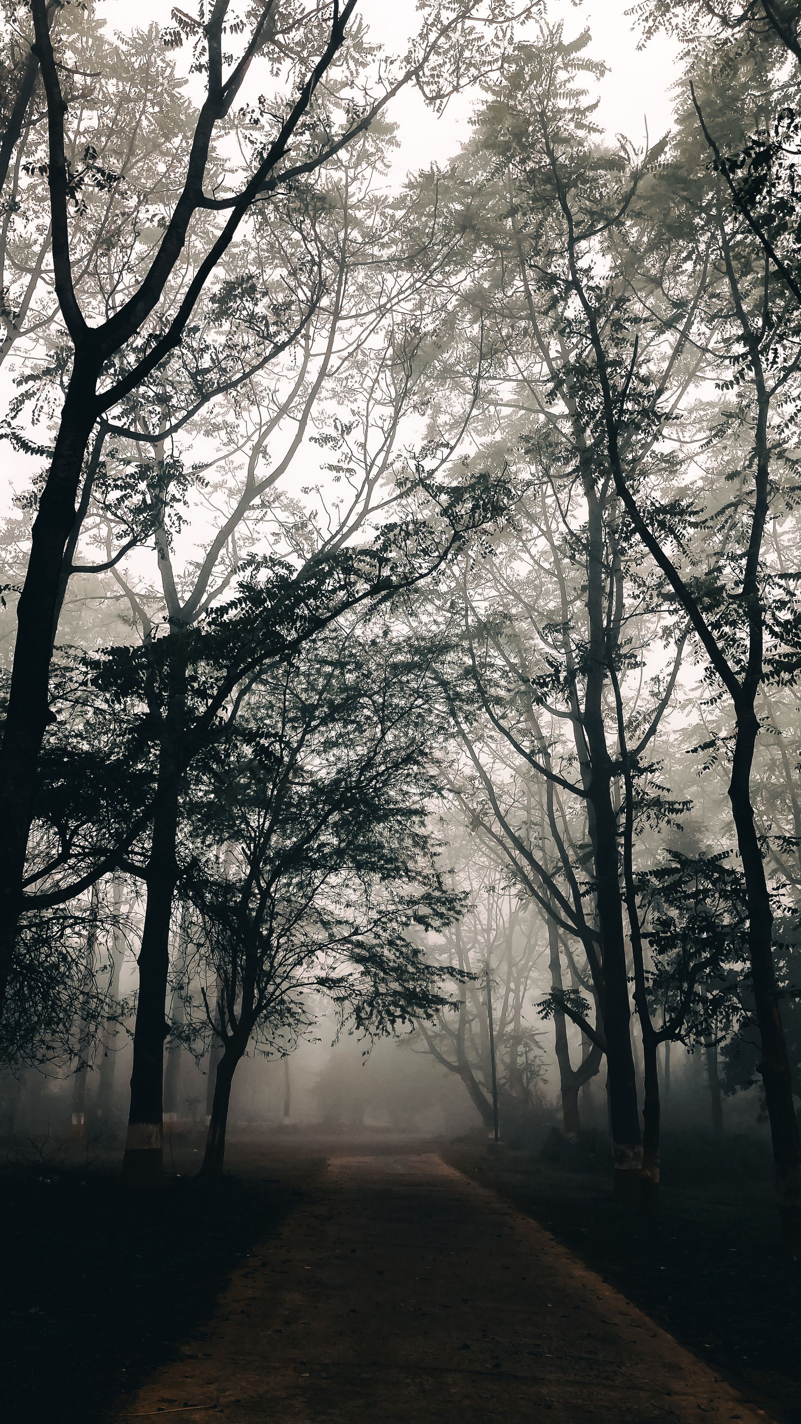 Wonderful Trees 76 Photos & Videos Collected by Lisa from Pexels