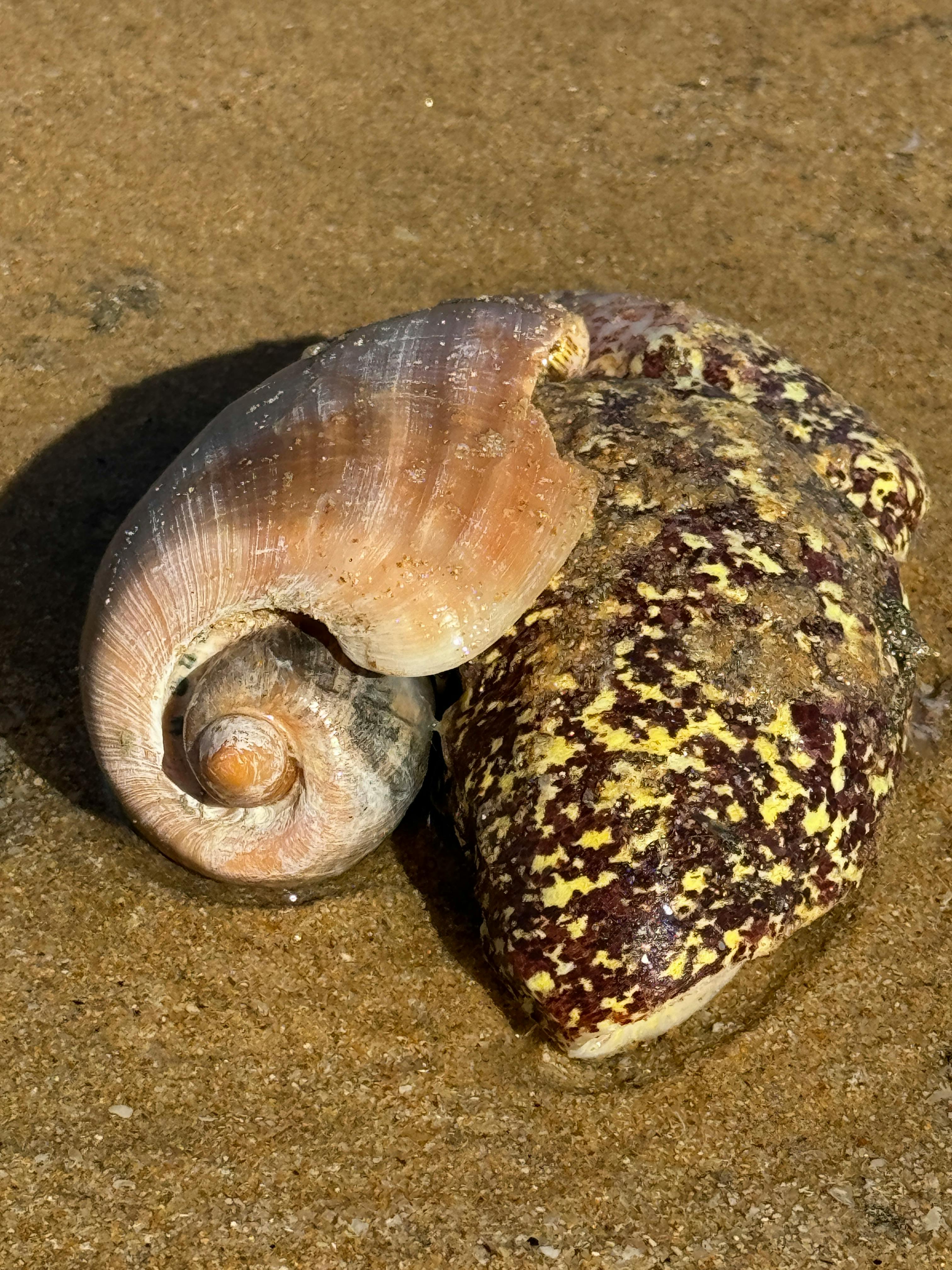 Close-up of a Large Sea Snail · Free Stock Photo