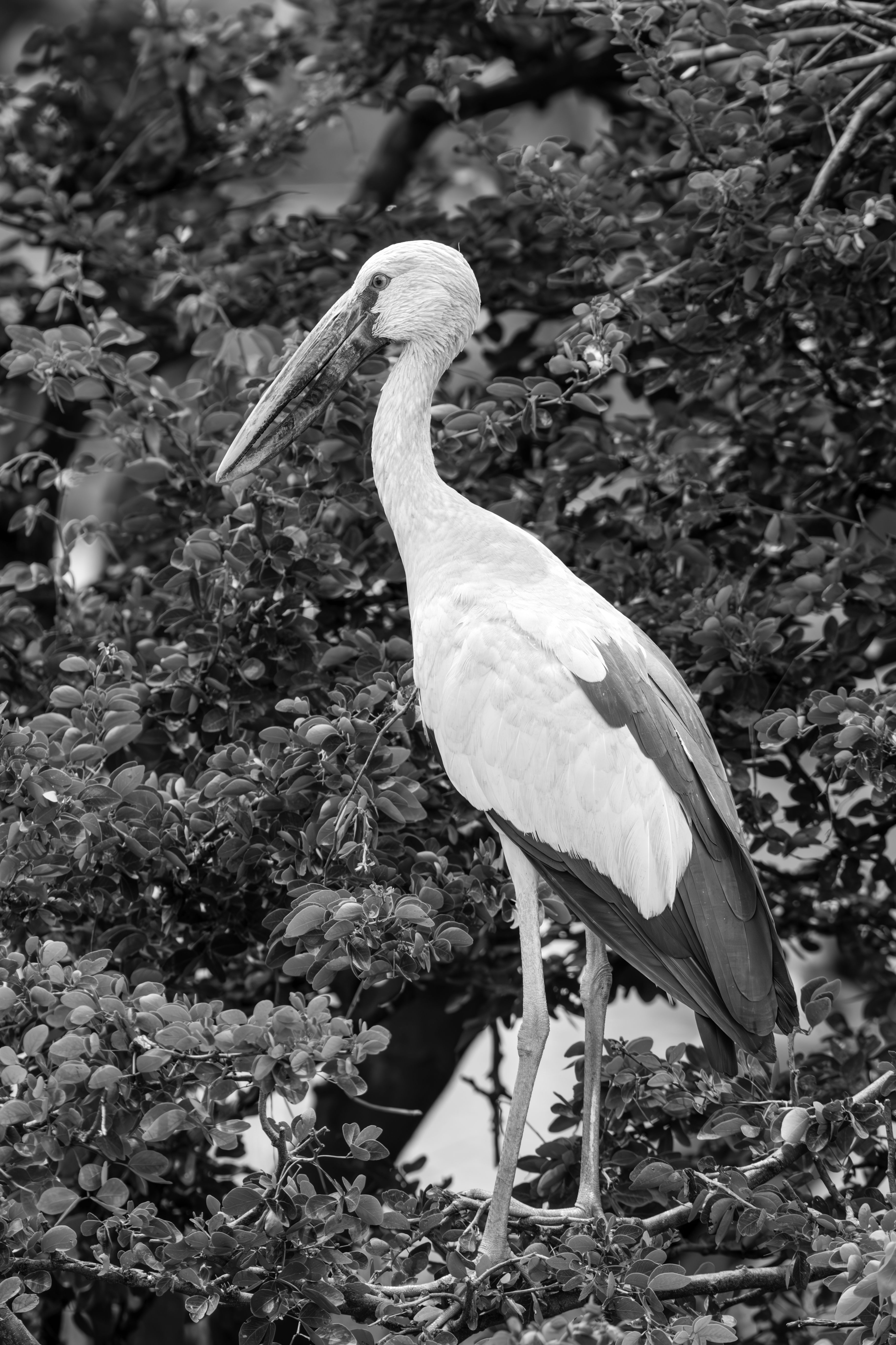 Asian openbill Stork · Free Stock Photo