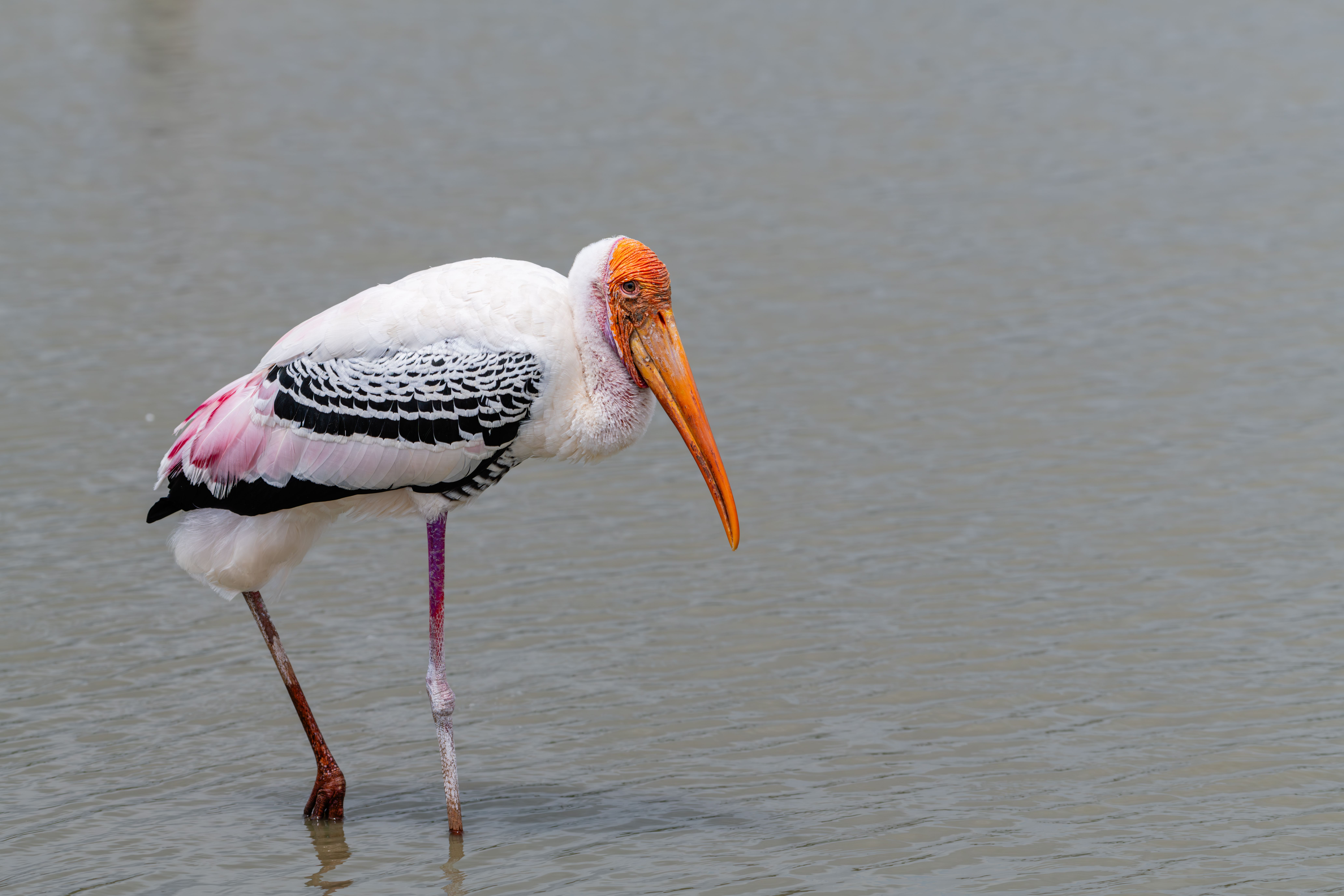 Painted Stork on Lakeshore · Free Stock Photo