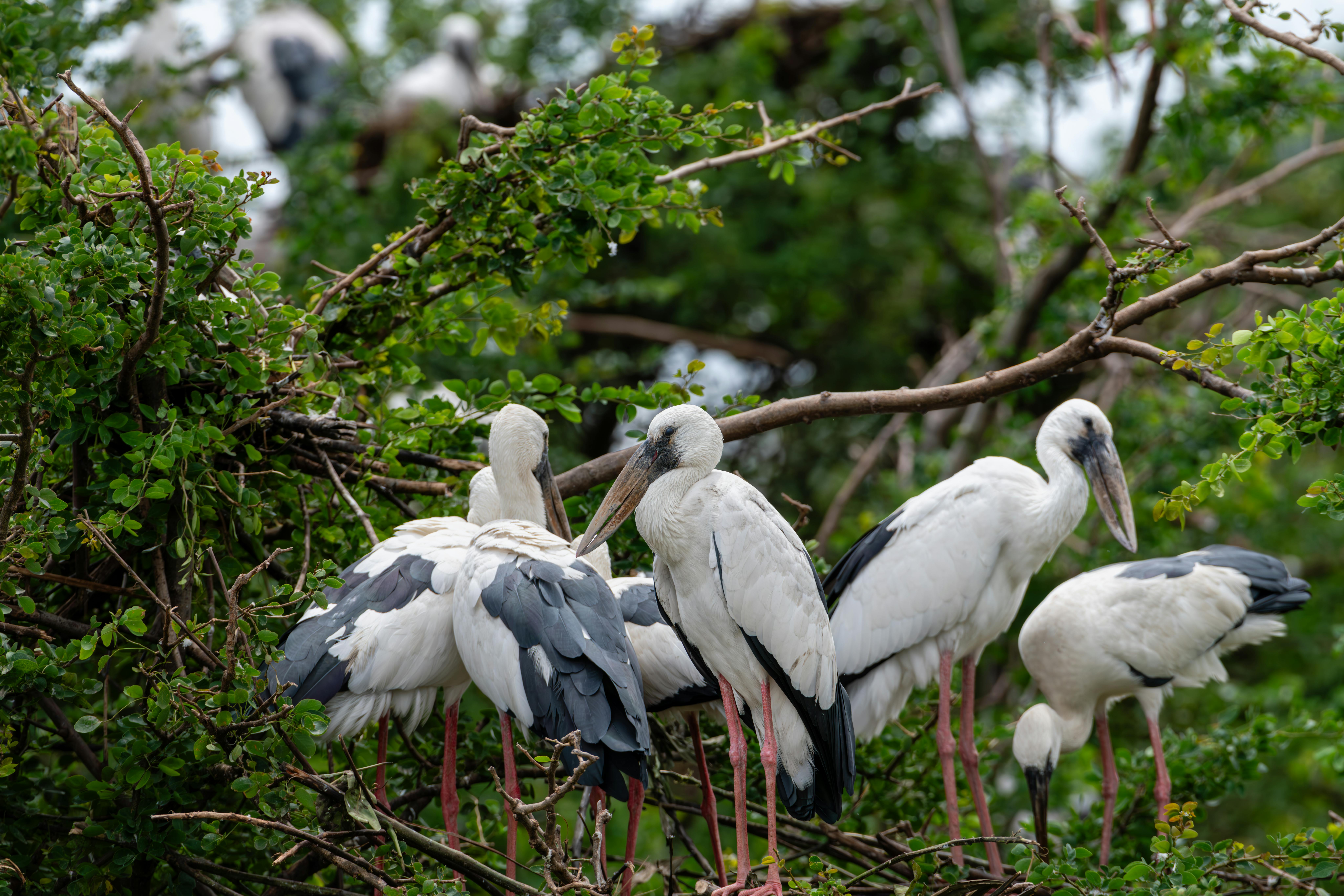Asian Openbill Storks · Free Stock Photo