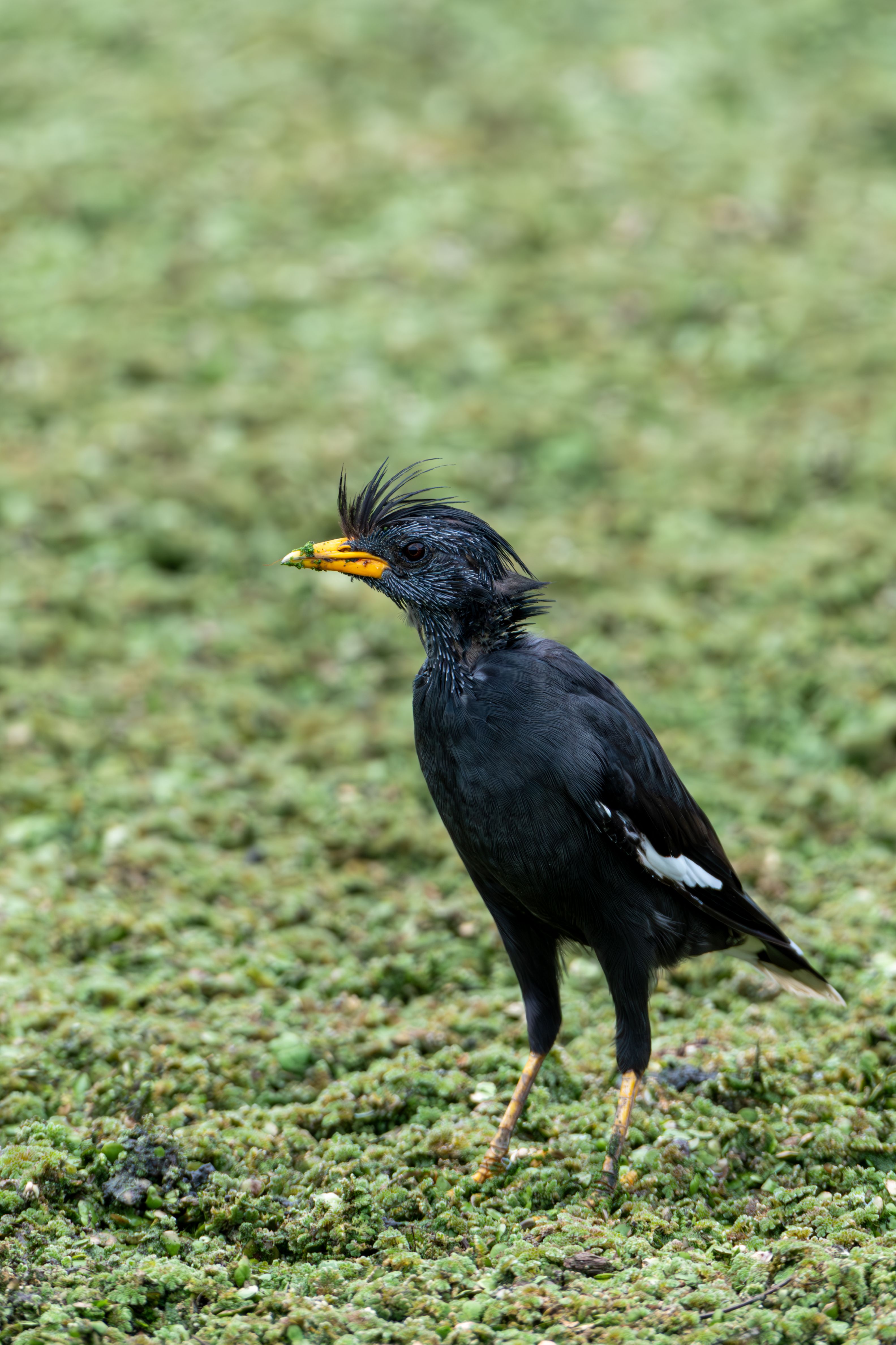 Close-up of Great Myna Bird Standing on Green Lichen · Free Stock Photo