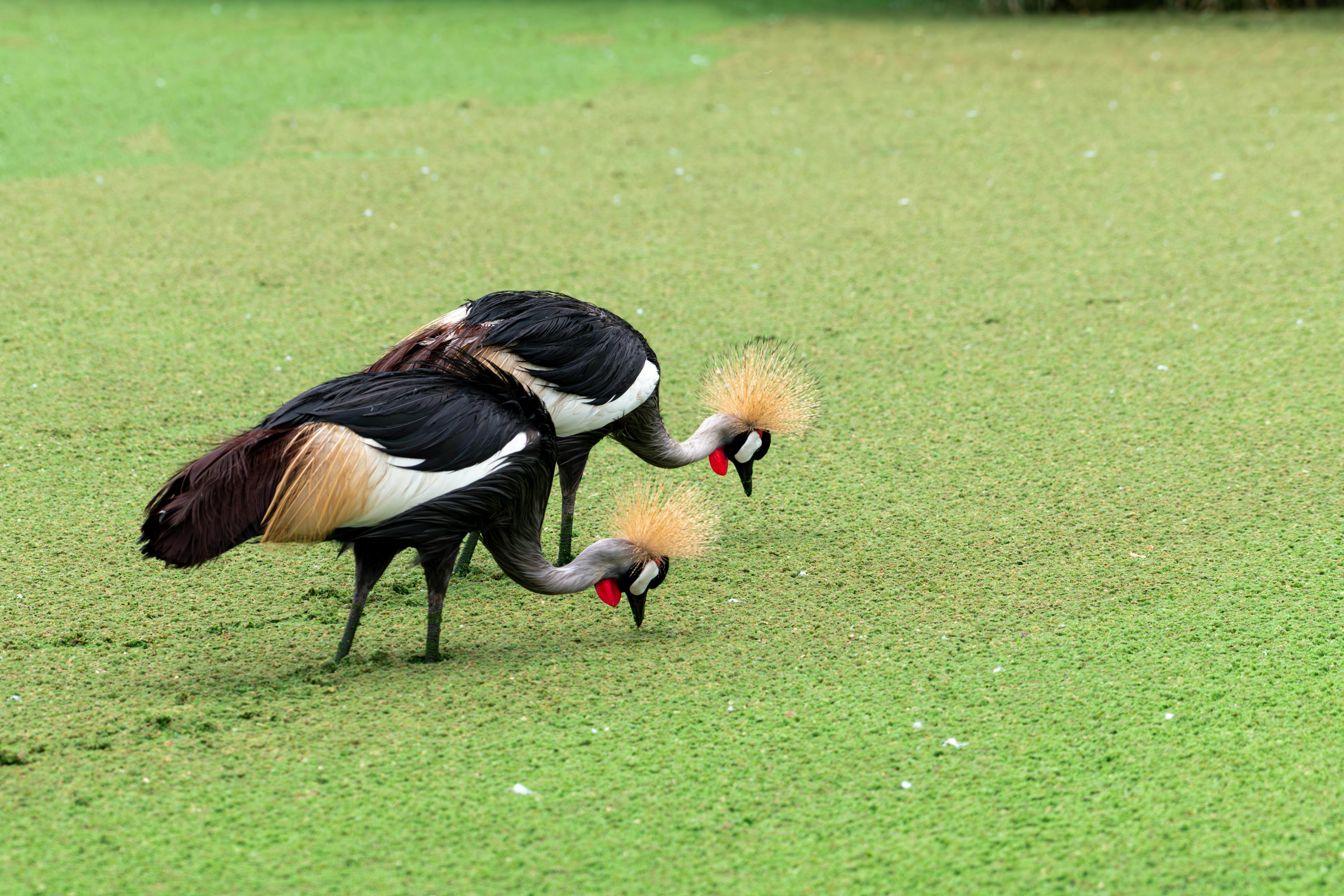 Grey-crowned Cranes on Swamp · Free Stock Photo