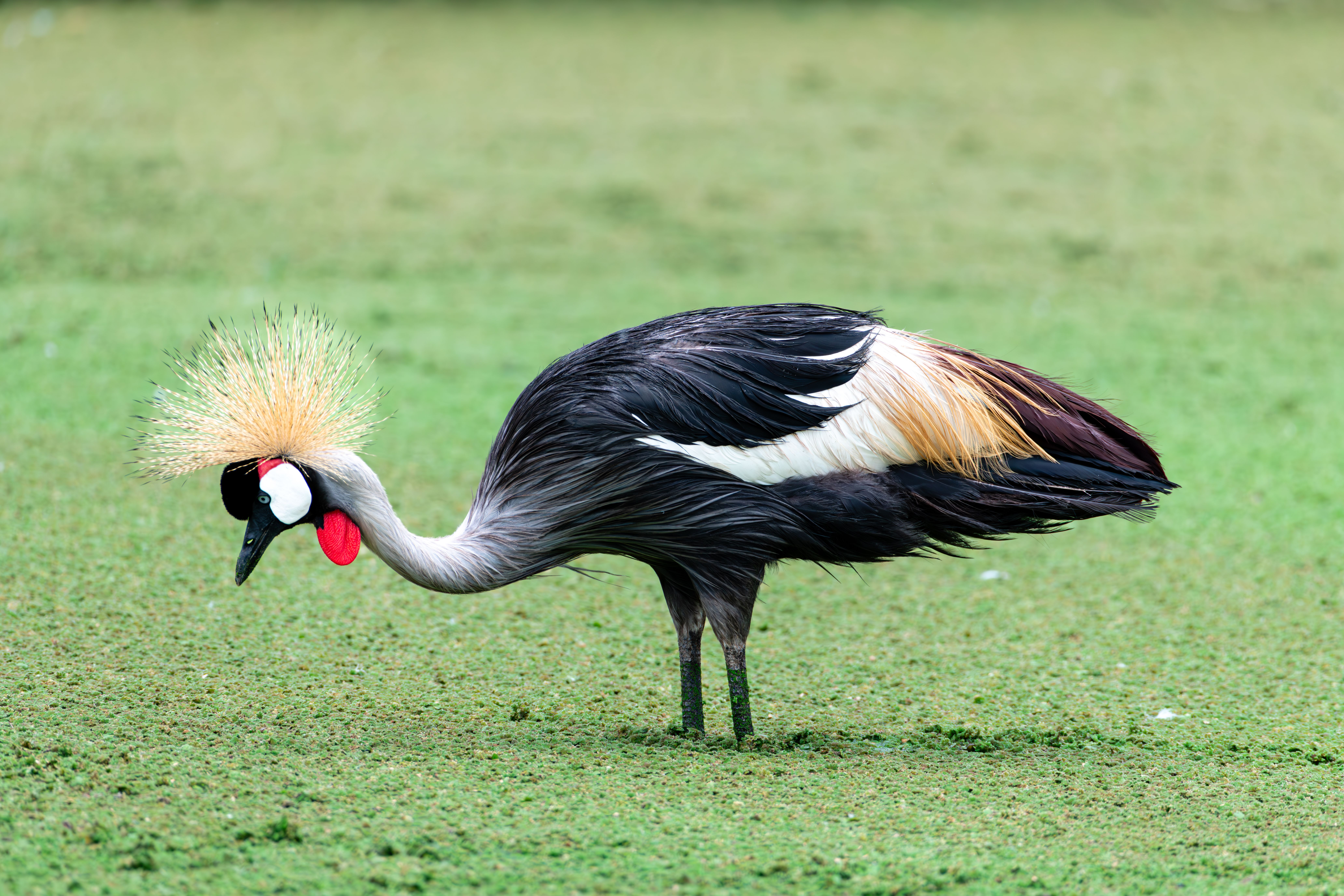 Grey-crowned Crane on Swamp · Free Stock Photo