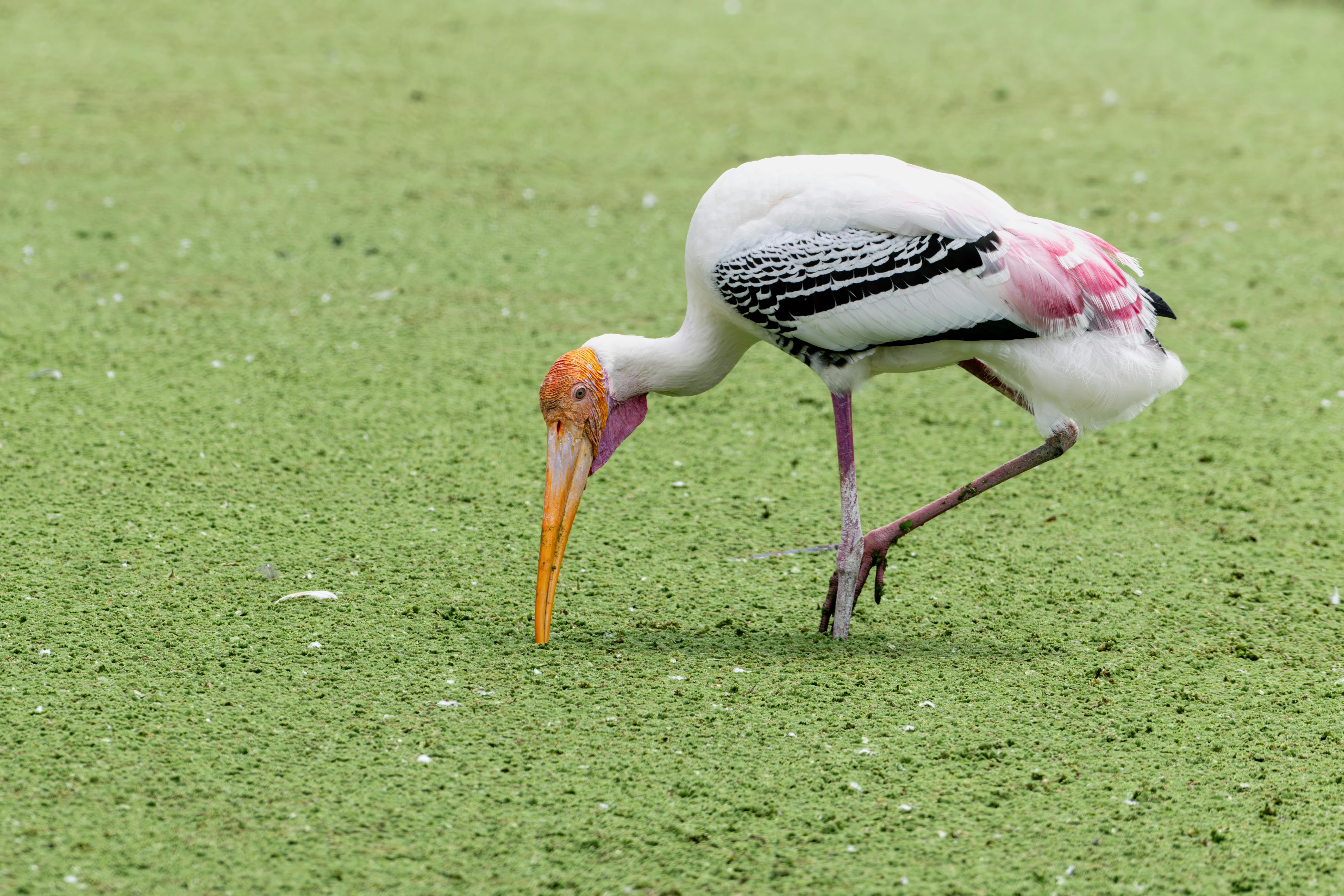 Feeding Painted Stork · Free Stock Photo