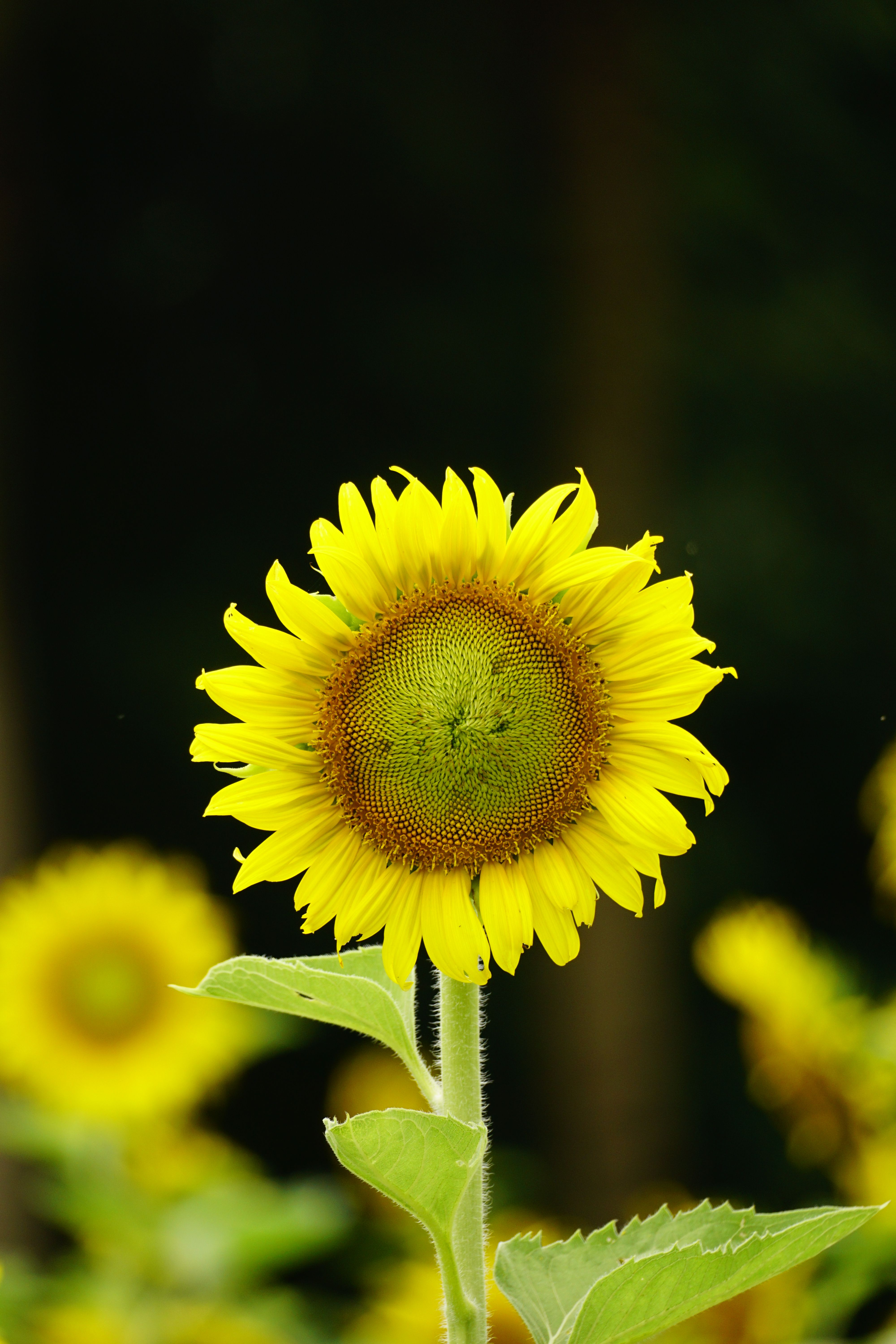 Sunflower in Nature · Free Stock Photo