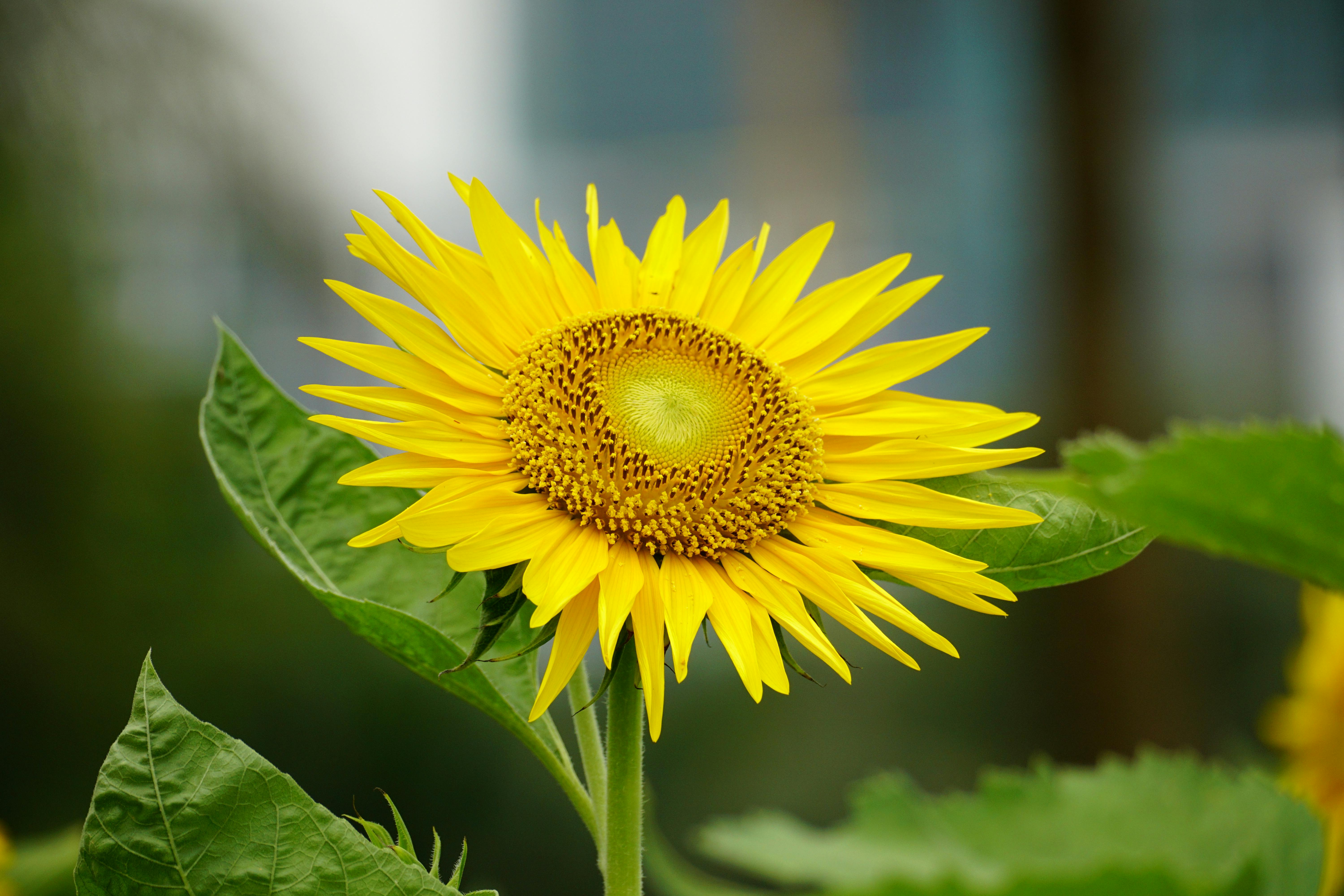 Close-up of a Sunflower Ripening in the Field · Free Stock Photo