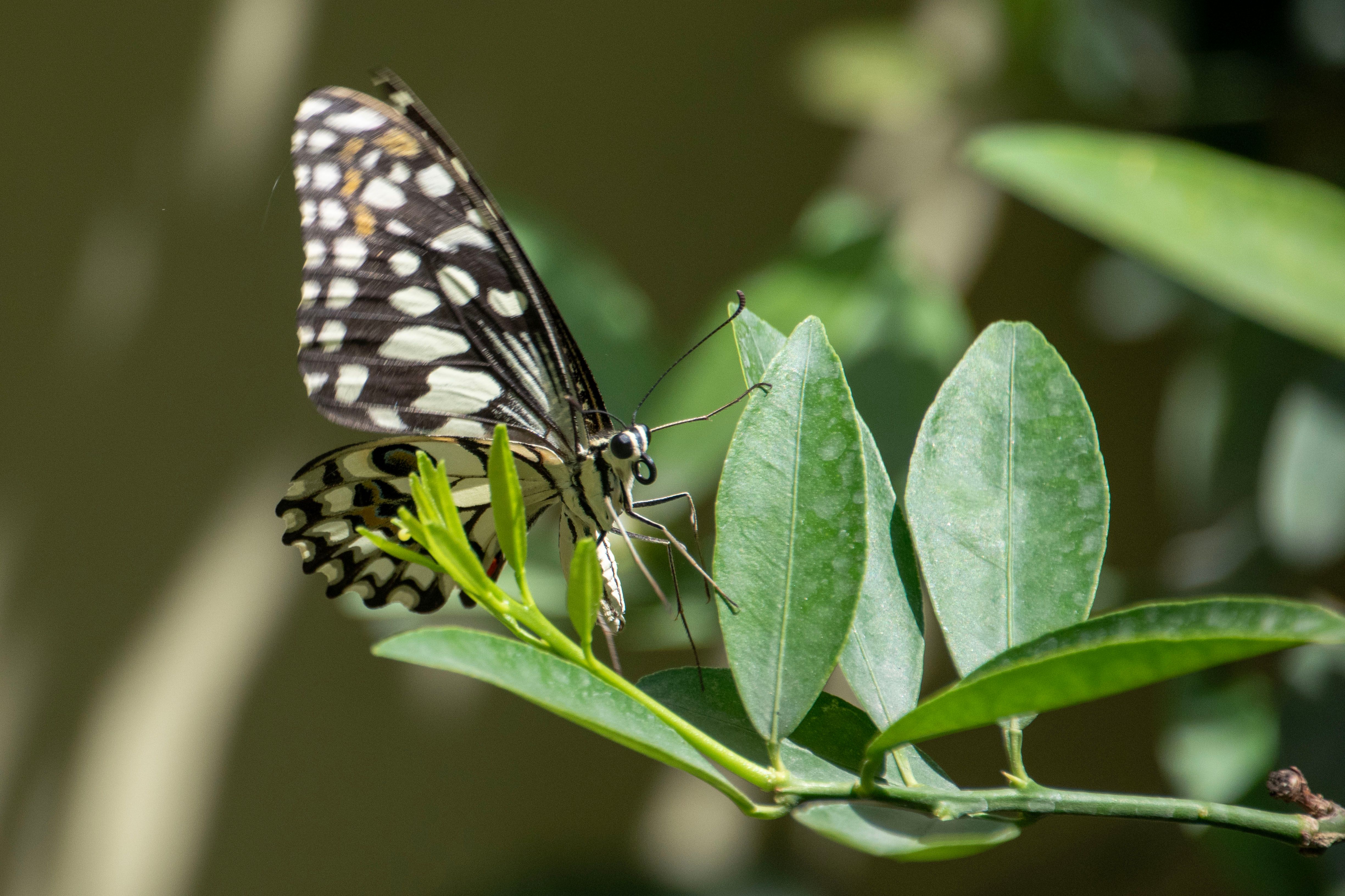 Lime Swallowtail Butterfly Landing on a Green Twig · Free Stock Photo