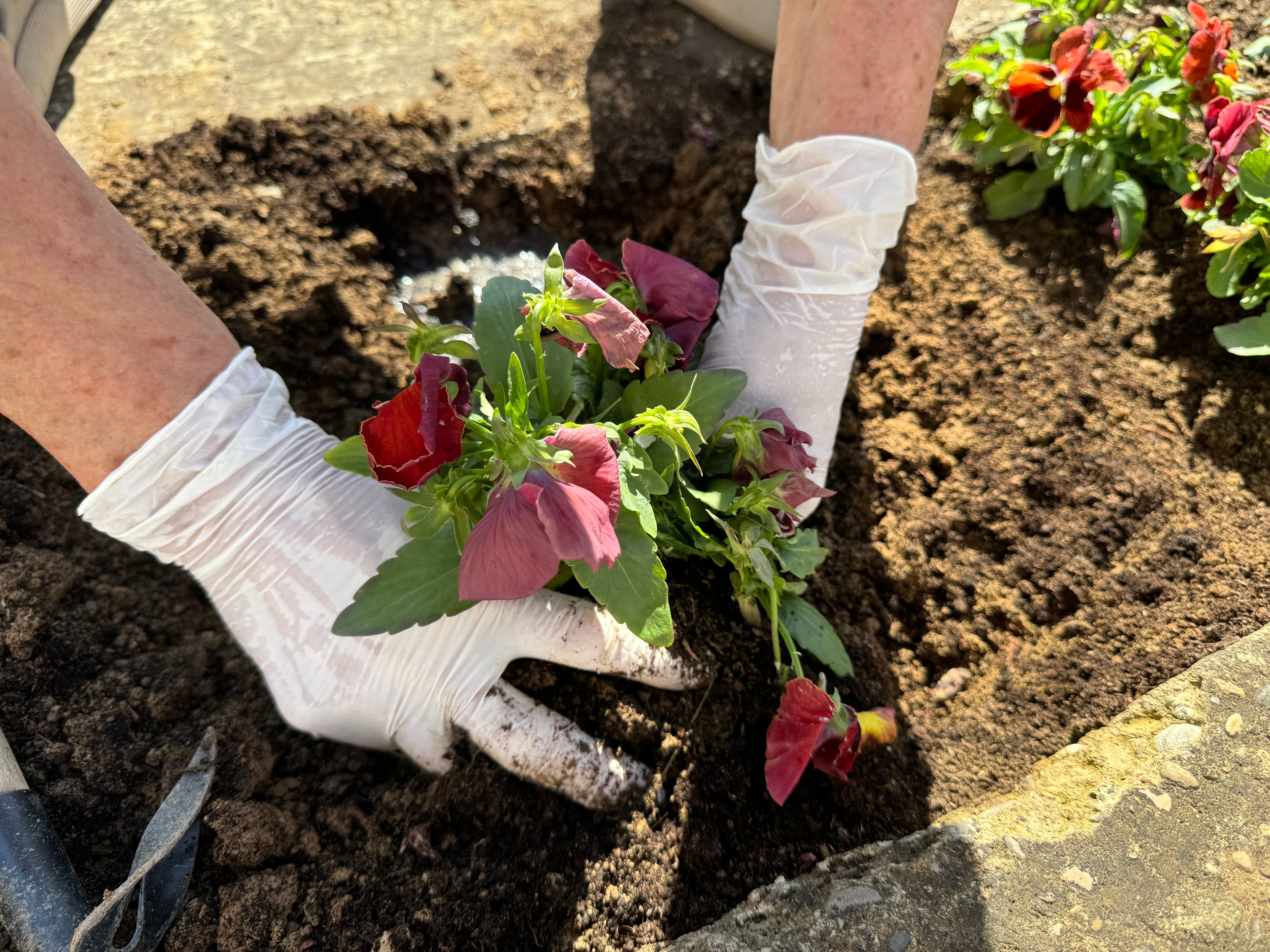 Hands in Gloves Holding Flowers in Soil in Garden · Free Stock Photo