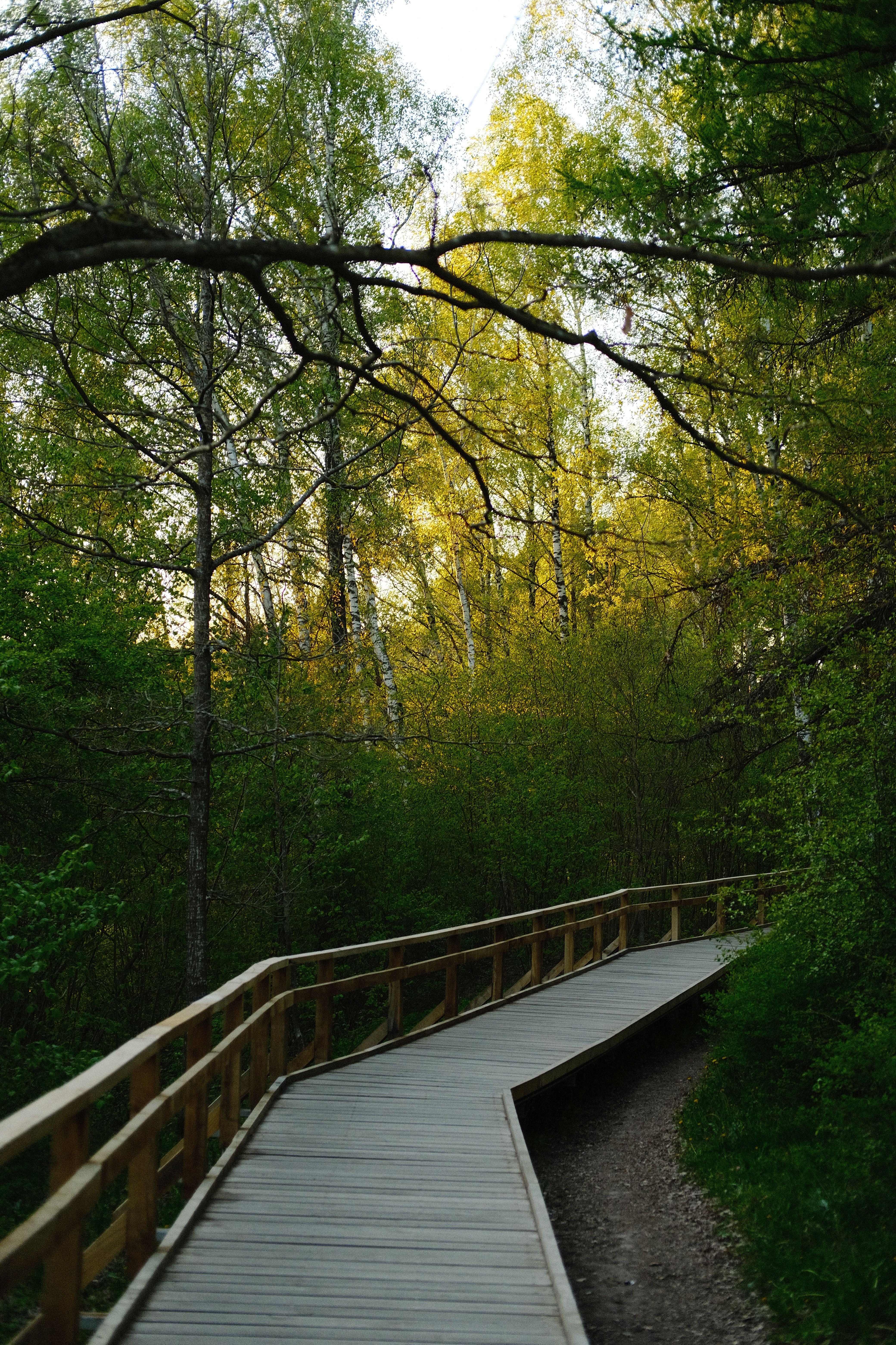 Wooden Boardwalk Between Trees in Park · Free Stock Photo