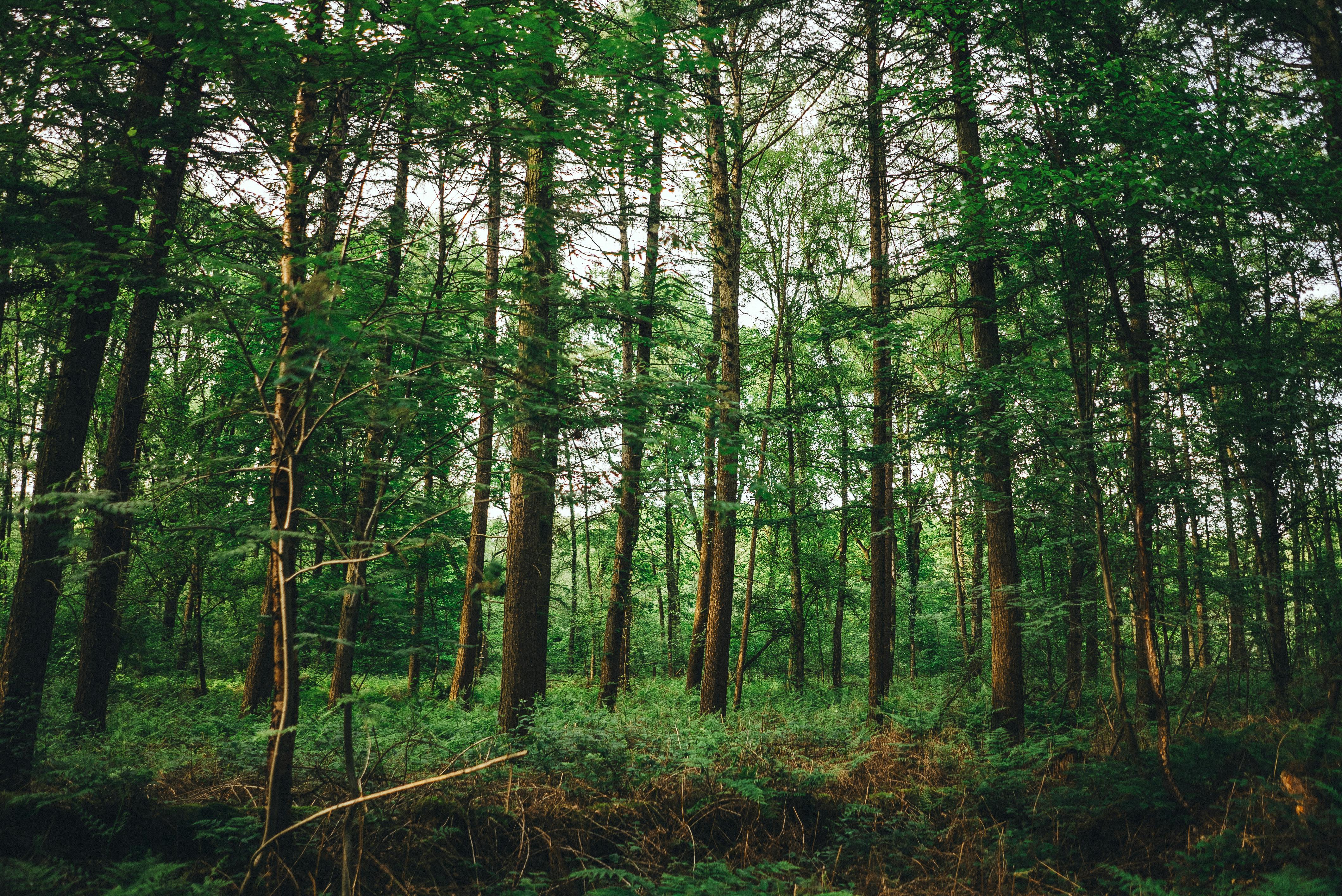 Tall Trees in Evergreen Forest · Free Stock Photo