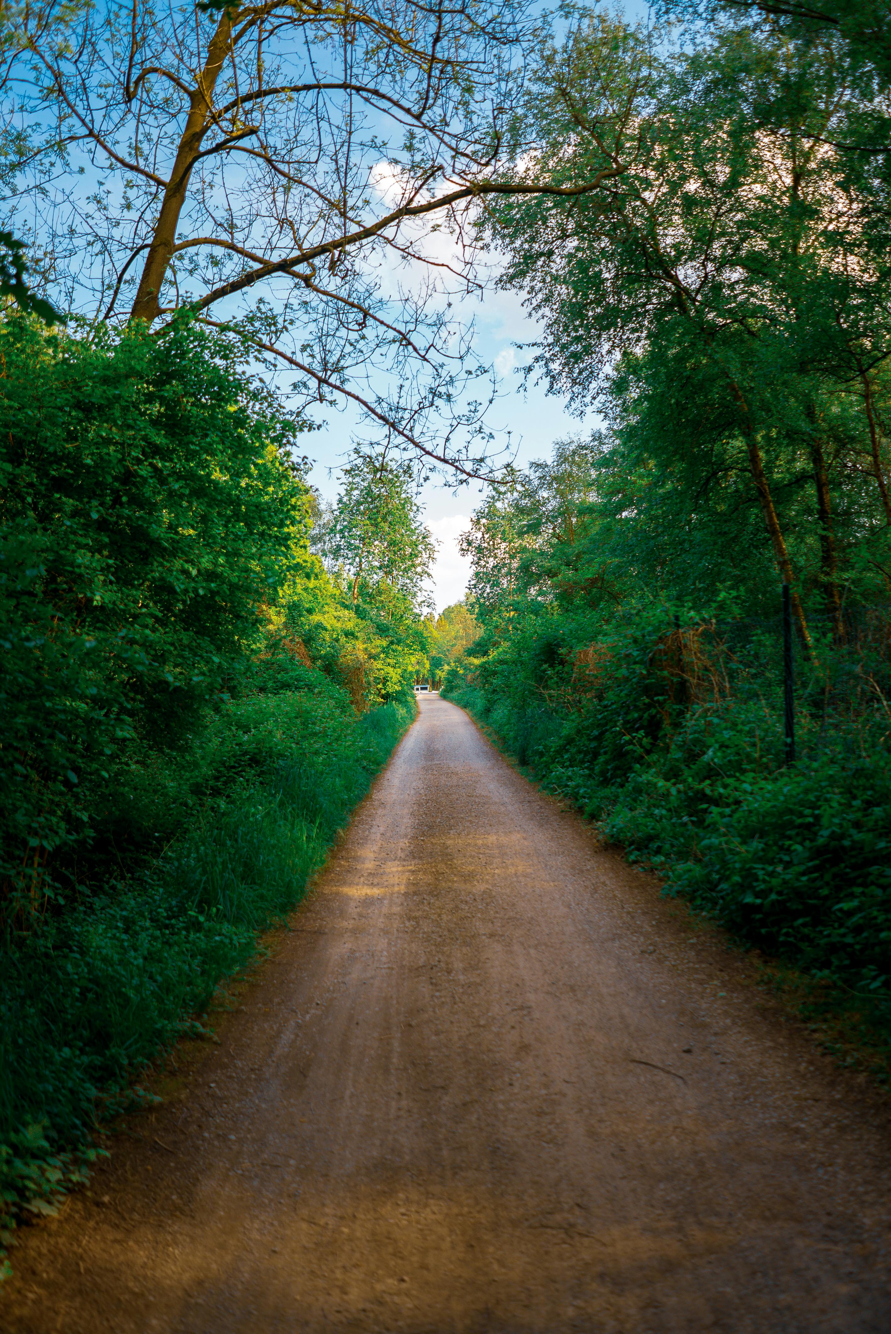 Dirt Road in Forest · Free Stock Photo